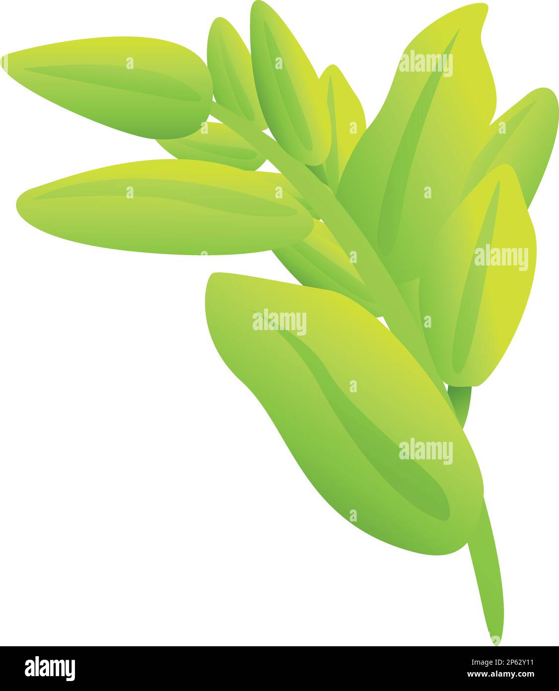 Green sage icon cartoon vector. Leaf plant. Tea basil Stock Vector ...