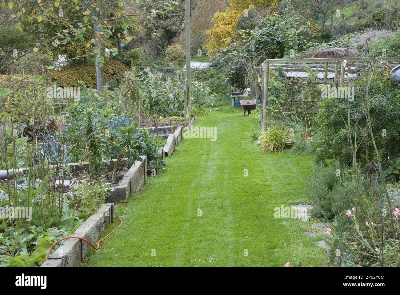 wooden raised beds with vegetable planting kitchen country garden lawn ...