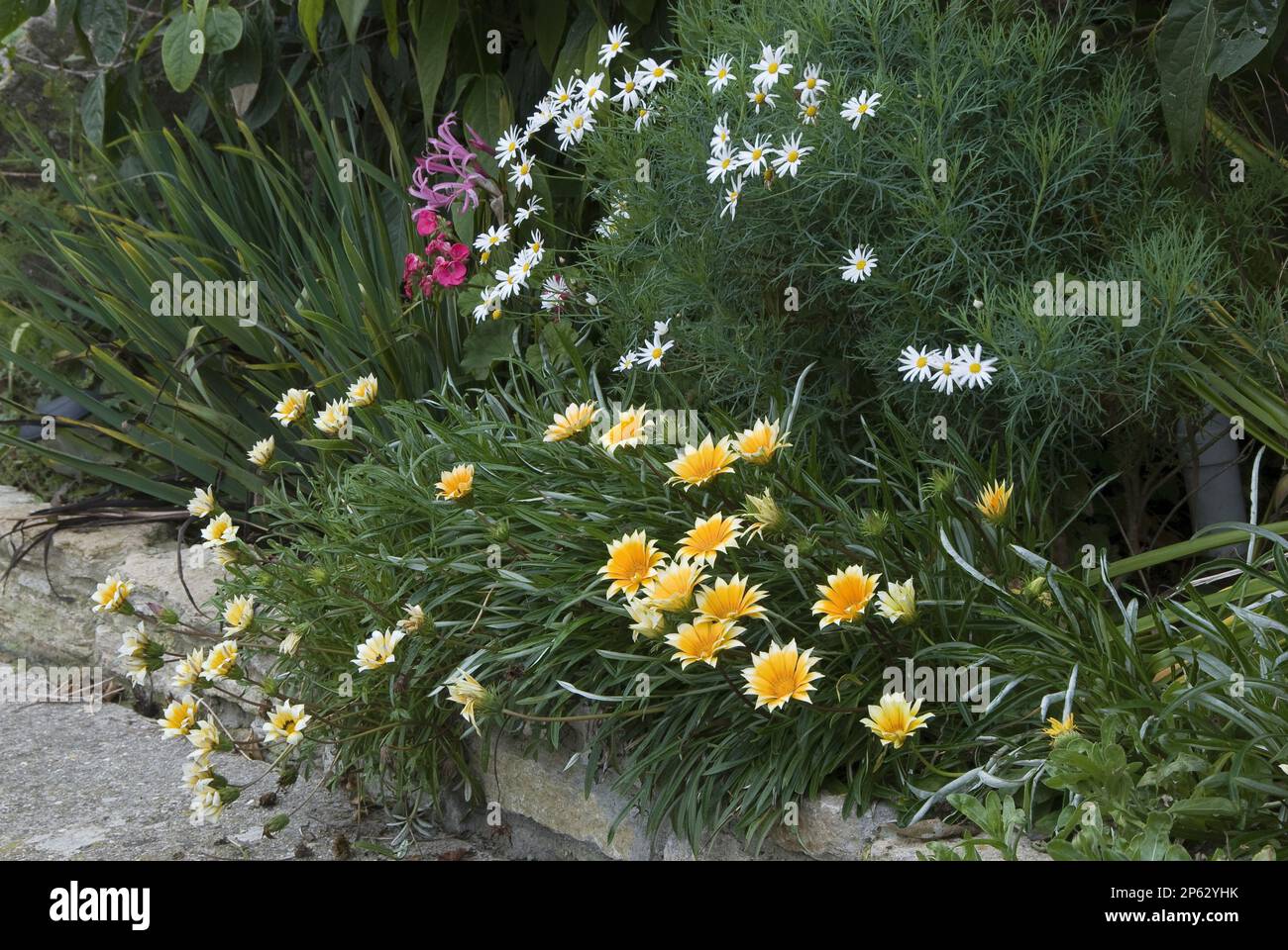 Orange flowers border hi-res stock photography and images - Alamy