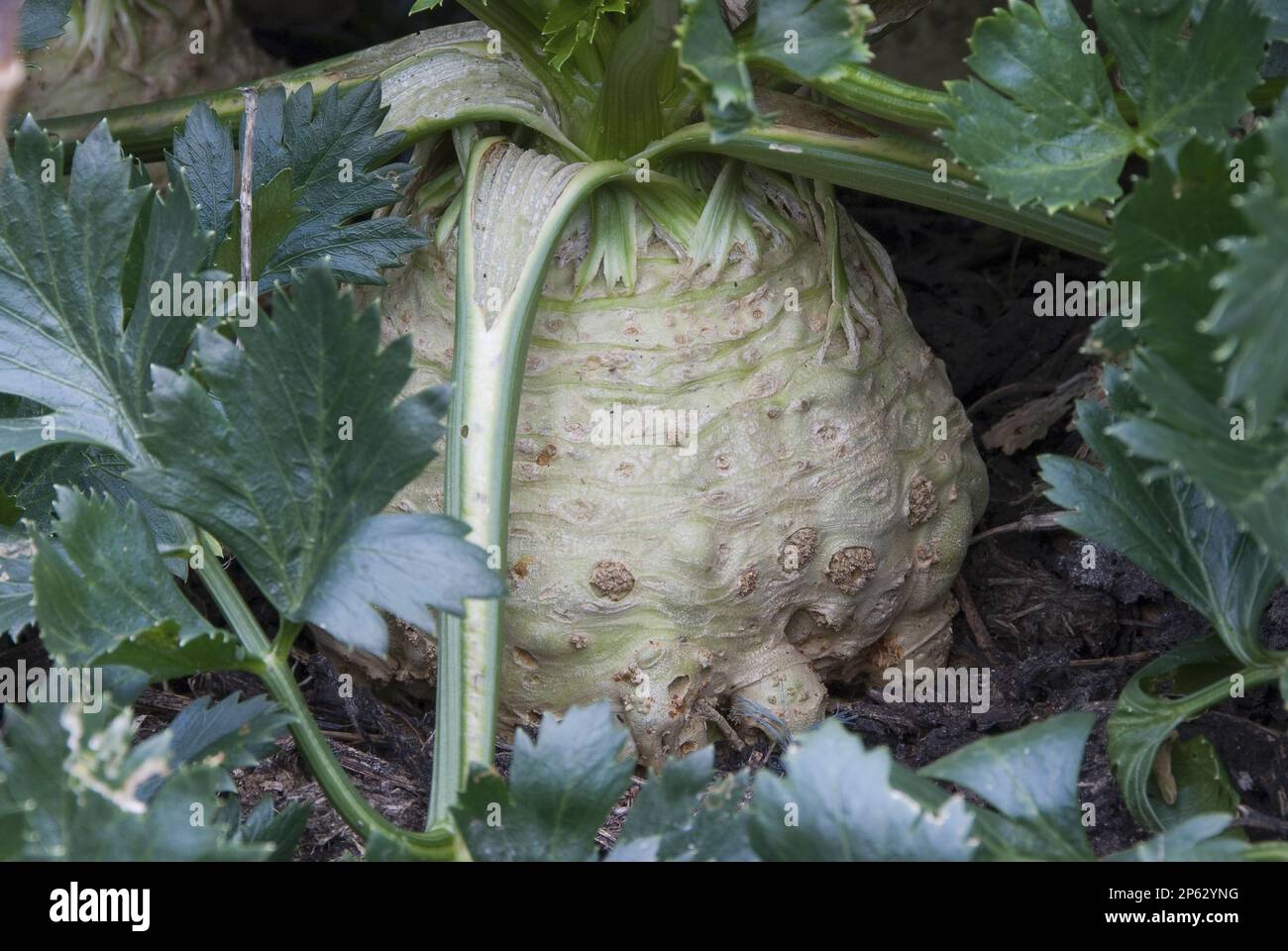 large swede in garden ugly head shape root vegetable kitchen garden ...
