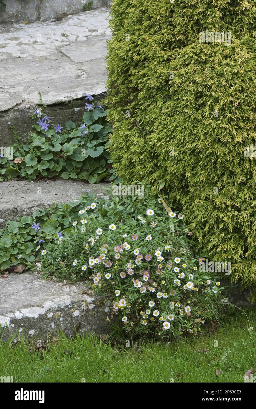 clump of pink and white wall daisies (Erigeron) growing over stone ...