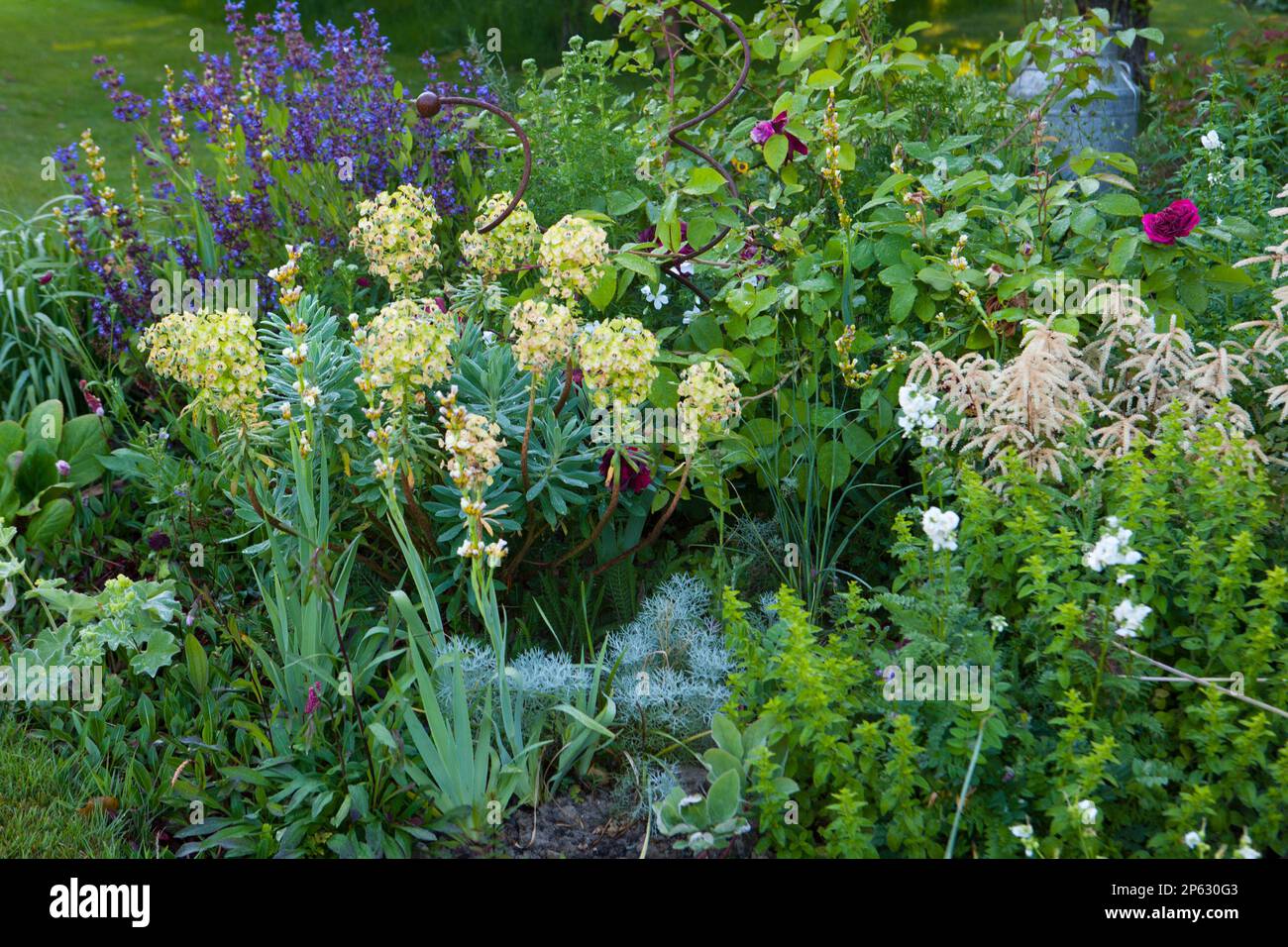 euphorbias, catmint and astilbes dominate this pretty flower border ...