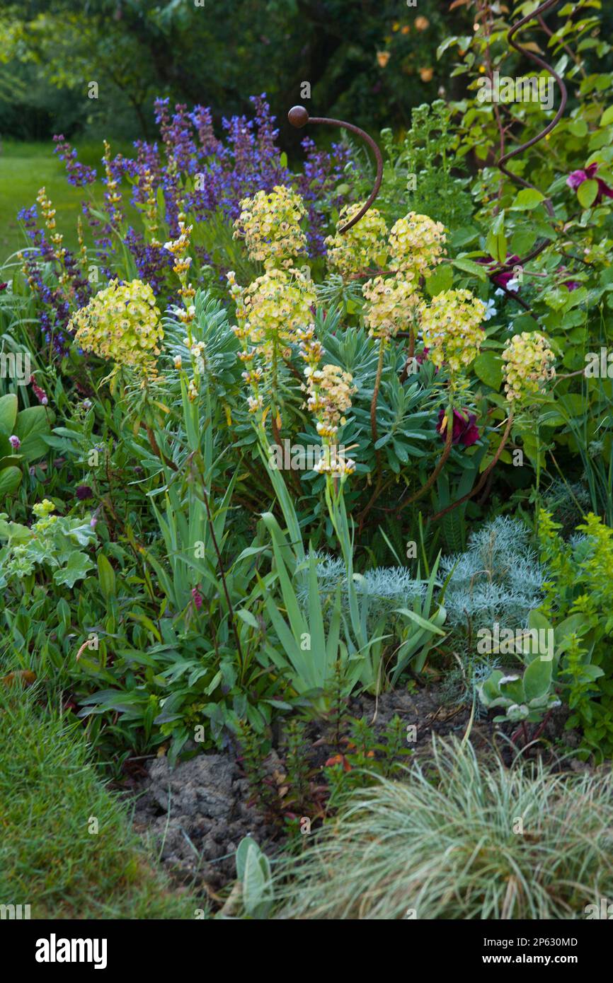 euphorbias, and catmint dominate this pretty flower border Stock Photo ...