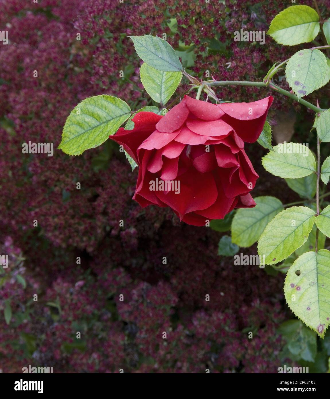 romantic drooping deep red rose against burgundy flower bush in country ...