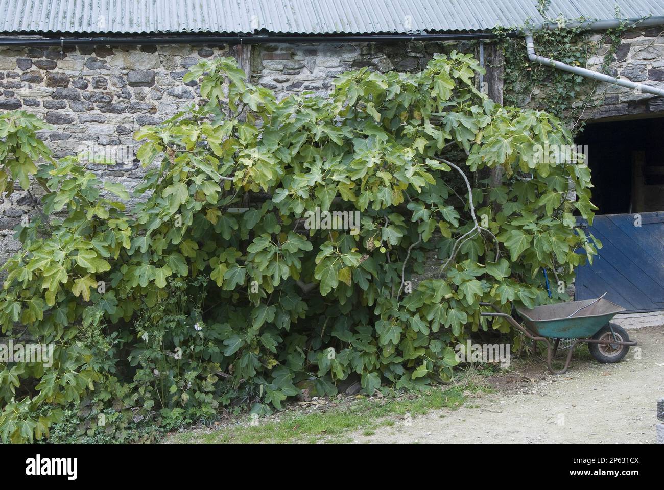 fig tree covering old stone wall of stables with old iron blue ...