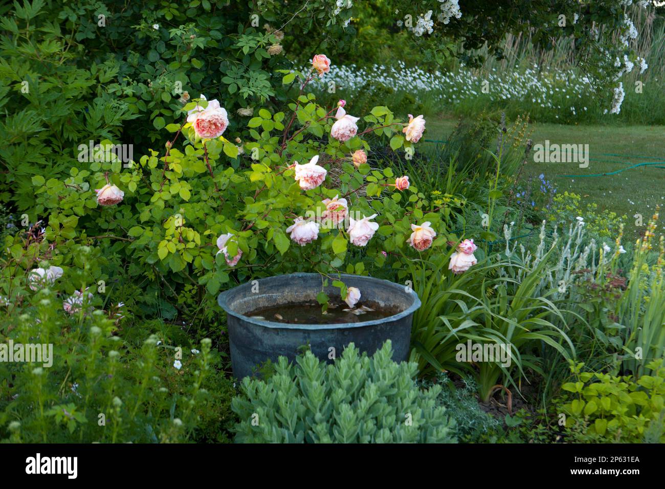 Sue Whigham garden Stock Photo - Alamy