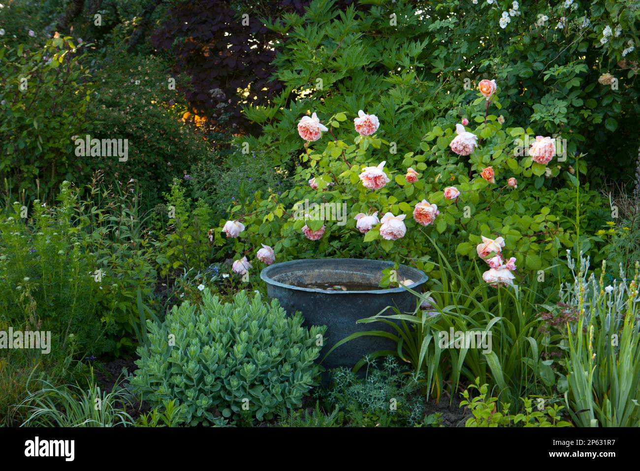Copper roses hi-res stock photography and images - Alamy
