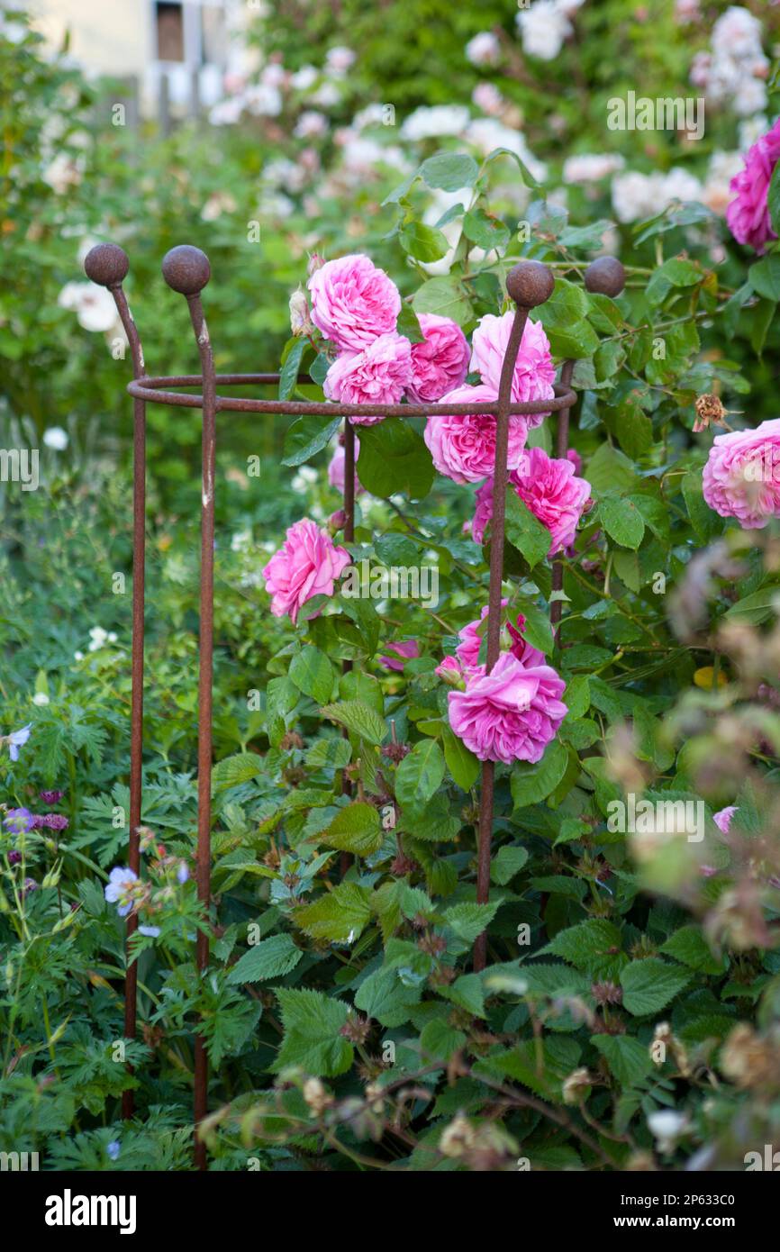 A pretty pink shrub rose is supported by an ornamental cast iron frame ...