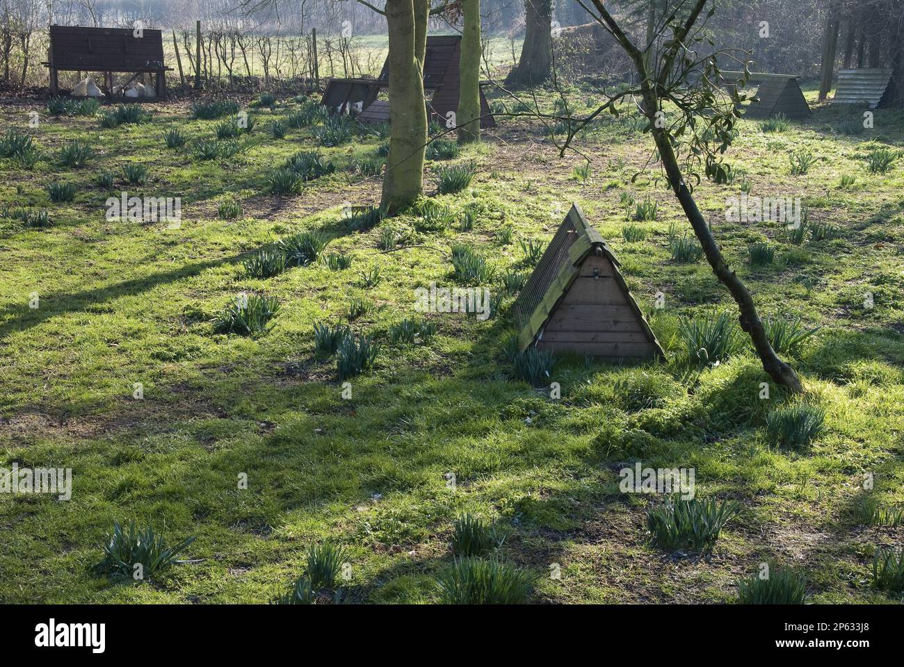 triangular wooden chicken coop in winter garden with daffodil clumps ...