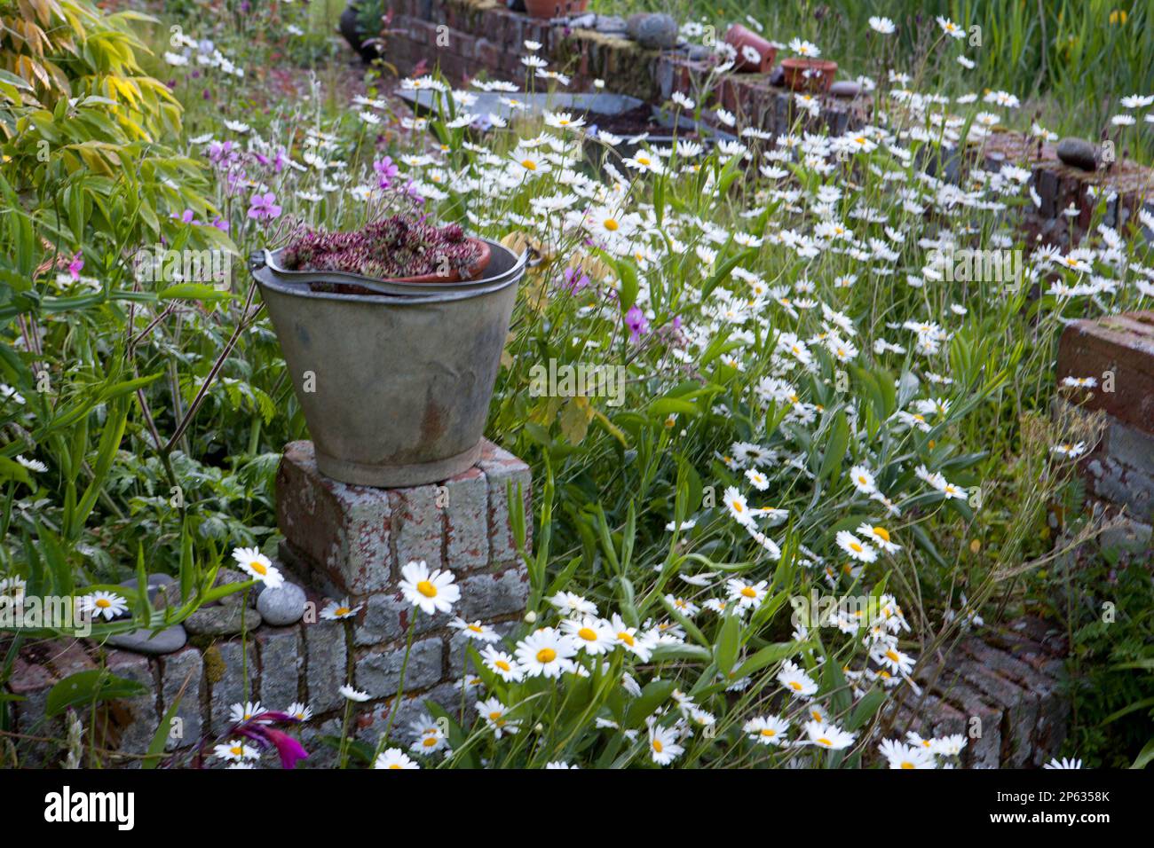 Sue Whigham garden Stock Photo - Alamy