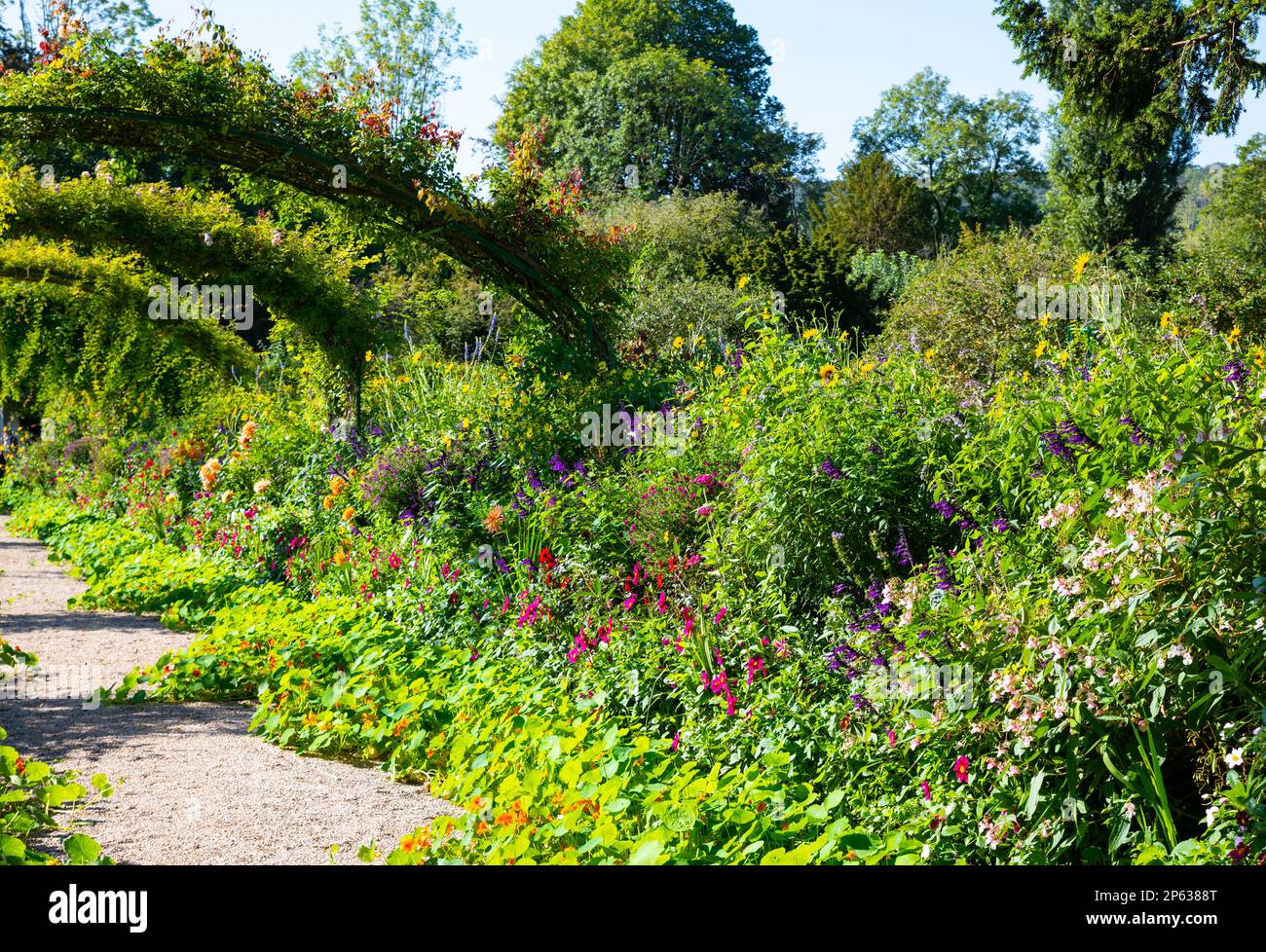 the wild flower and plants in the gardens of monet in france Stock ...
