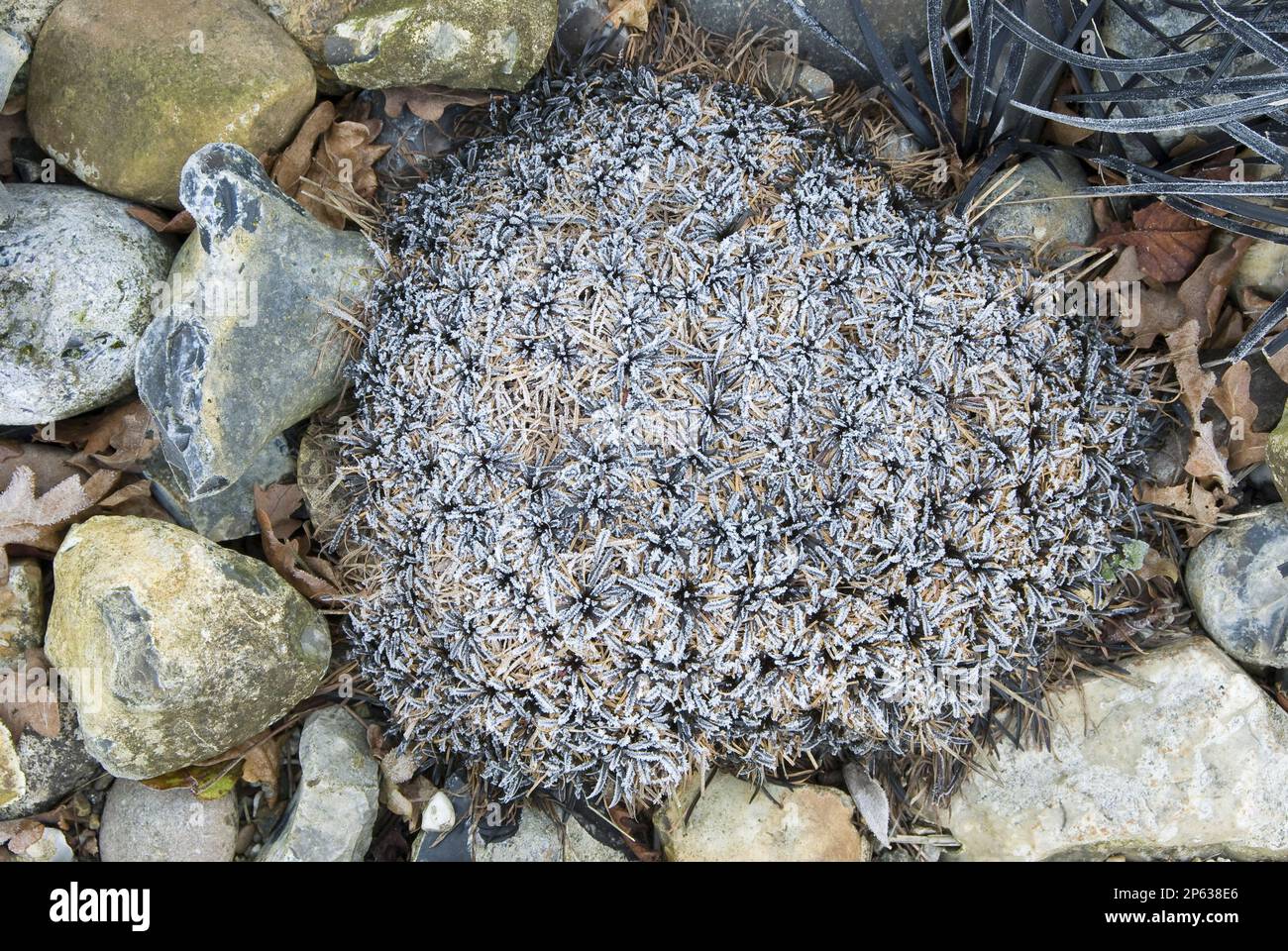 frosted dried plant alien shape winter garden Stock Photo - Alamy