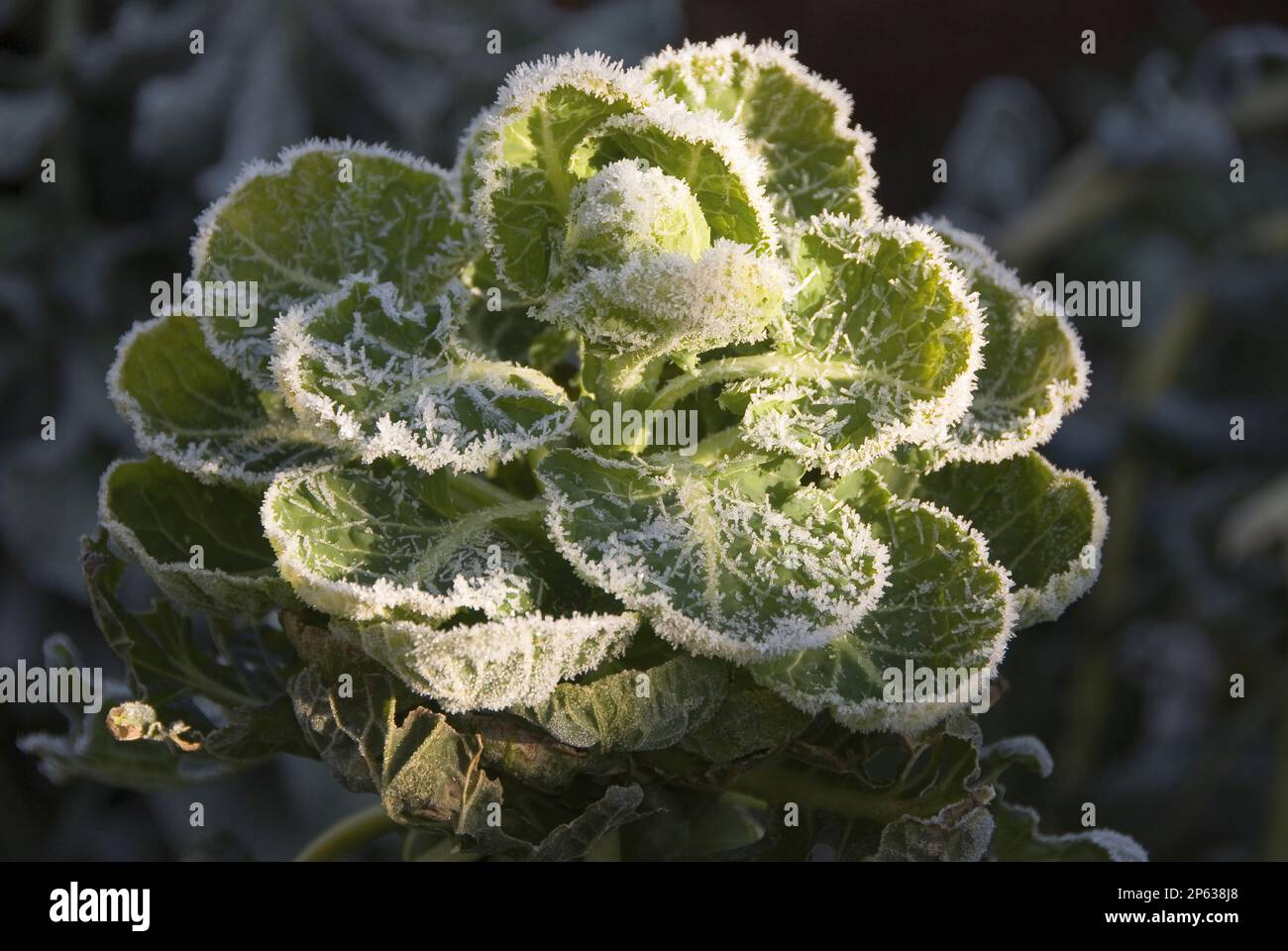 frost edging leaves of plant in winter Stock Photo - Alamy