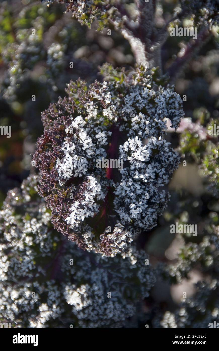 frost edging leaves of plant in winter Stock Photo - Alamy