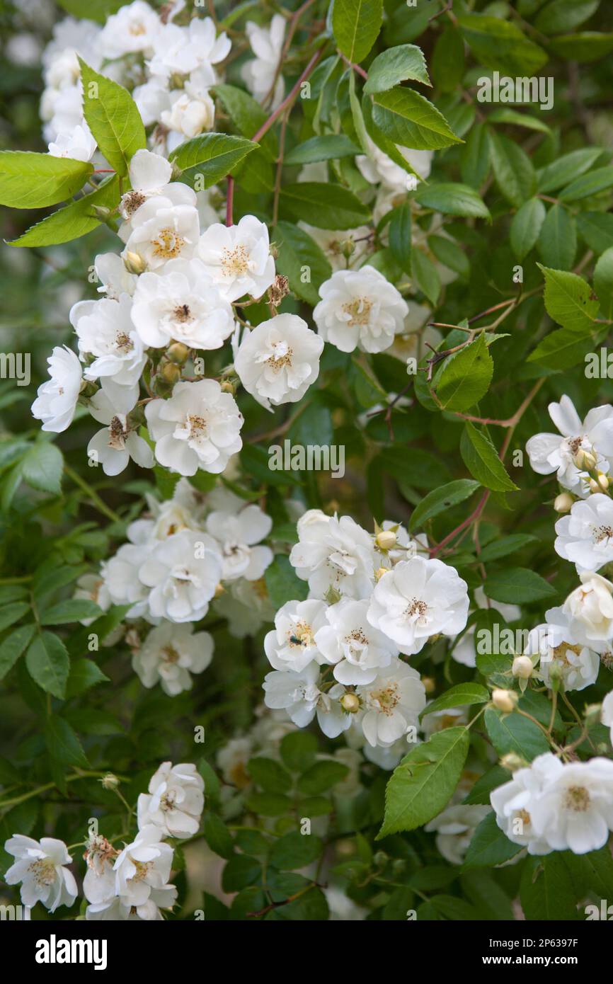 Roses country flowers hi-res stock photography and images - Alamy