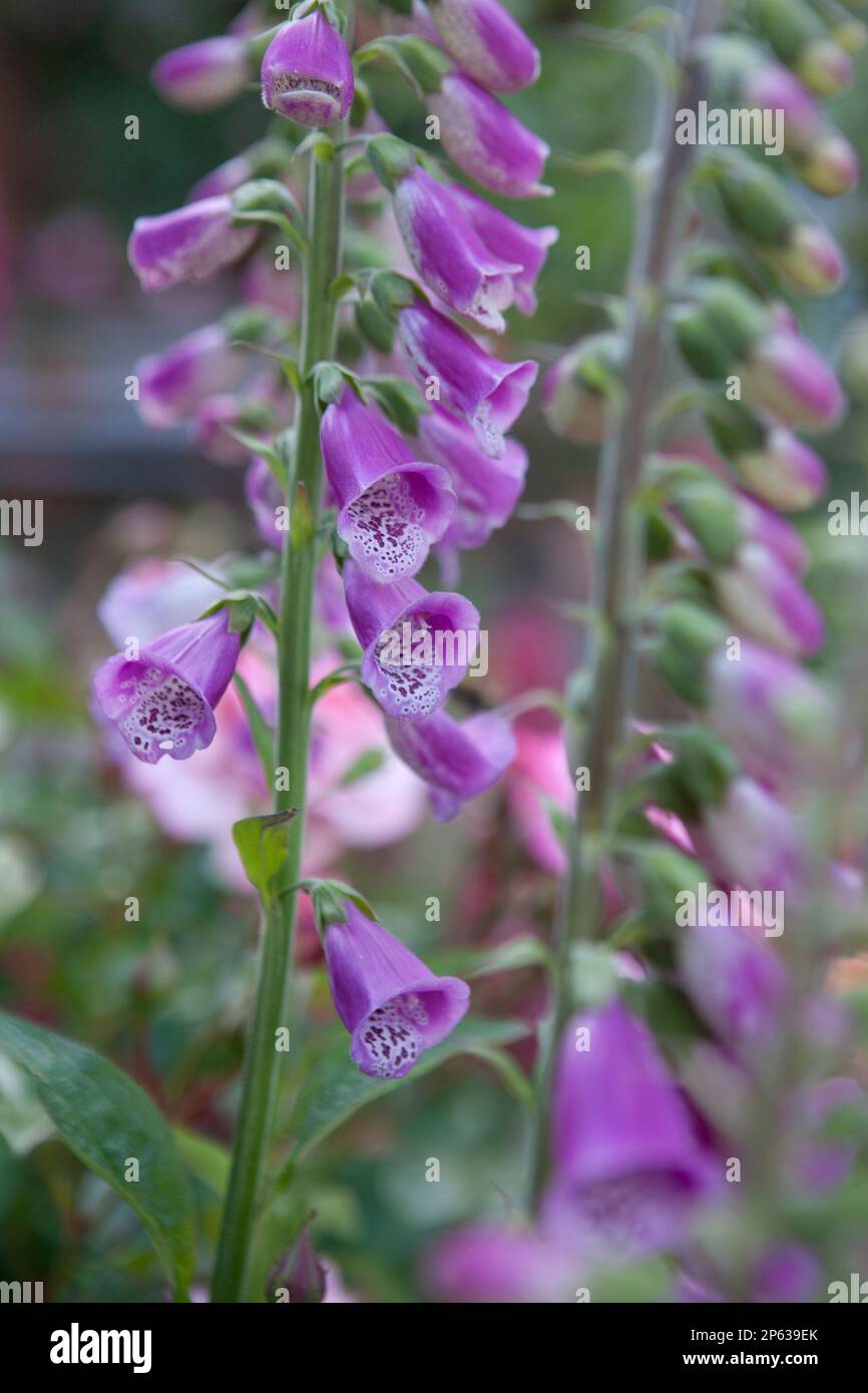 purple foxgloves (digitalis purpurea Stock Photo - Alamy