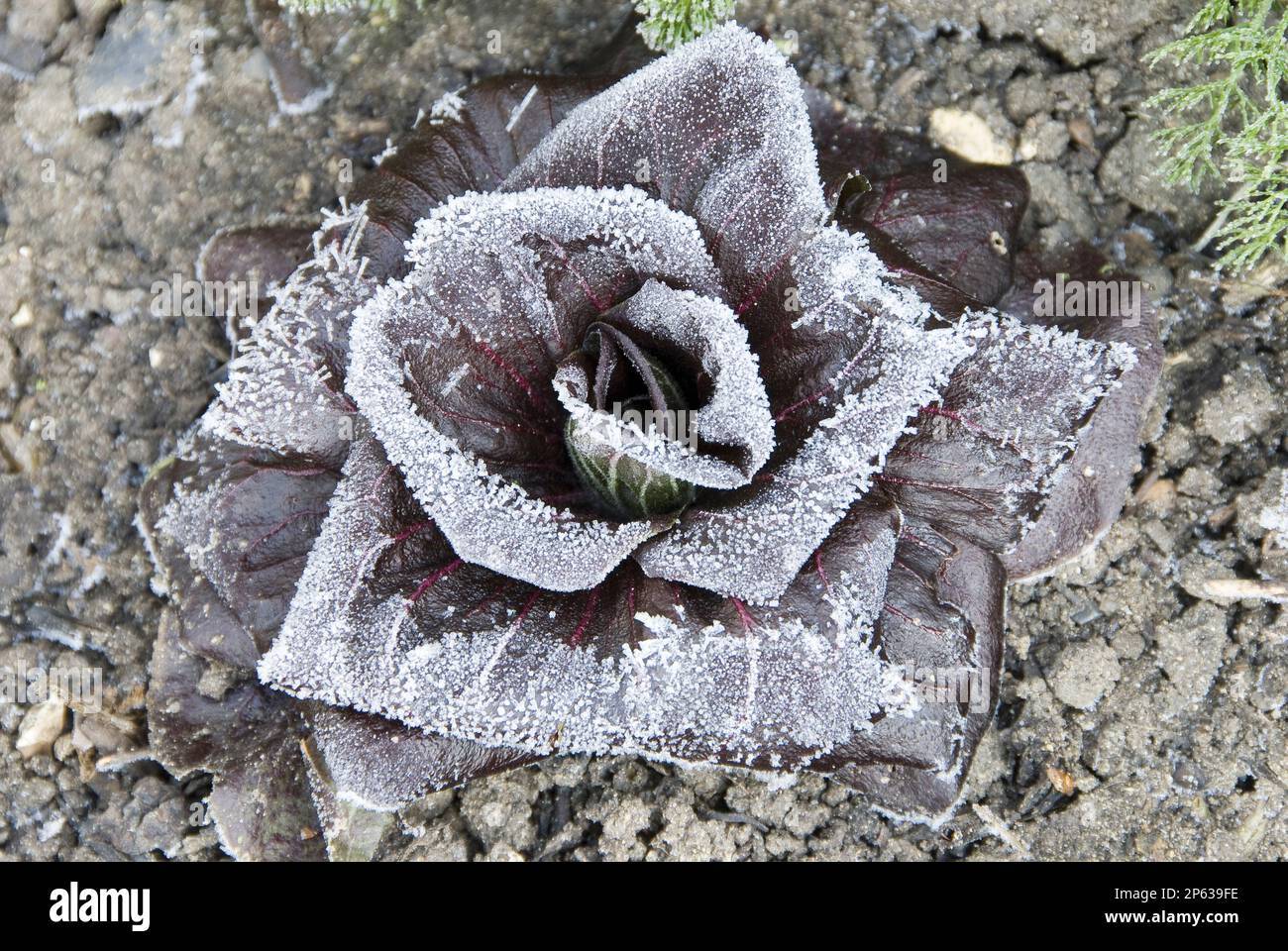frost edging purple cabbage in winter garden Stock Photo - Alamy
