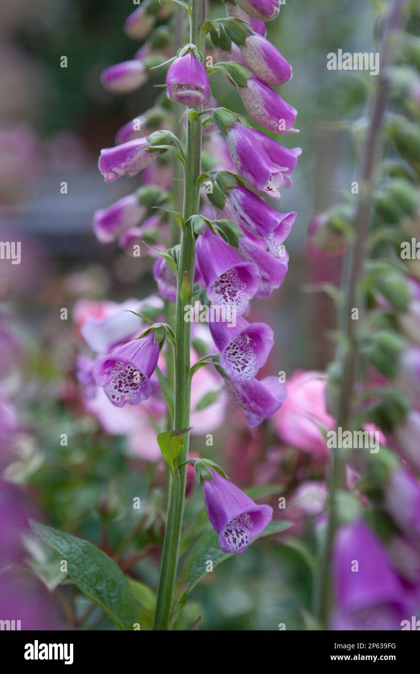 Digitalis purpurea purple foxglove hi-res stock photography and images ...