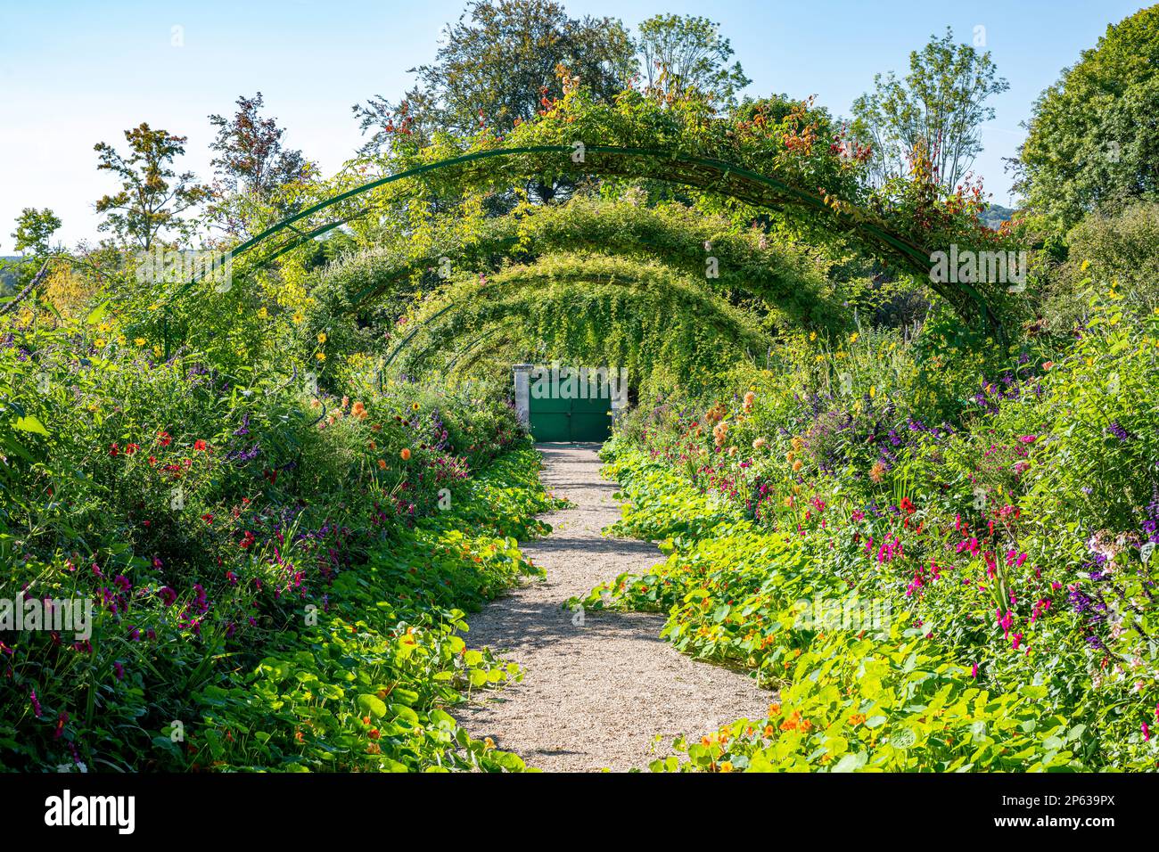 the wild flower and plants in the gardens of monet in france Stock ...