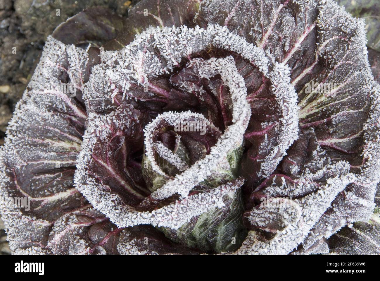 frost edging purple cabbage in winter garden Stock Photo - Alamy