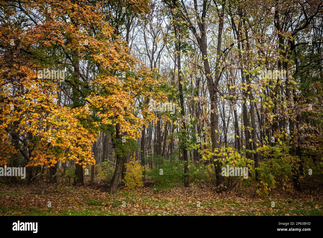 Picture of a plane tree, focusing on its leaves, brown and yellow ...
