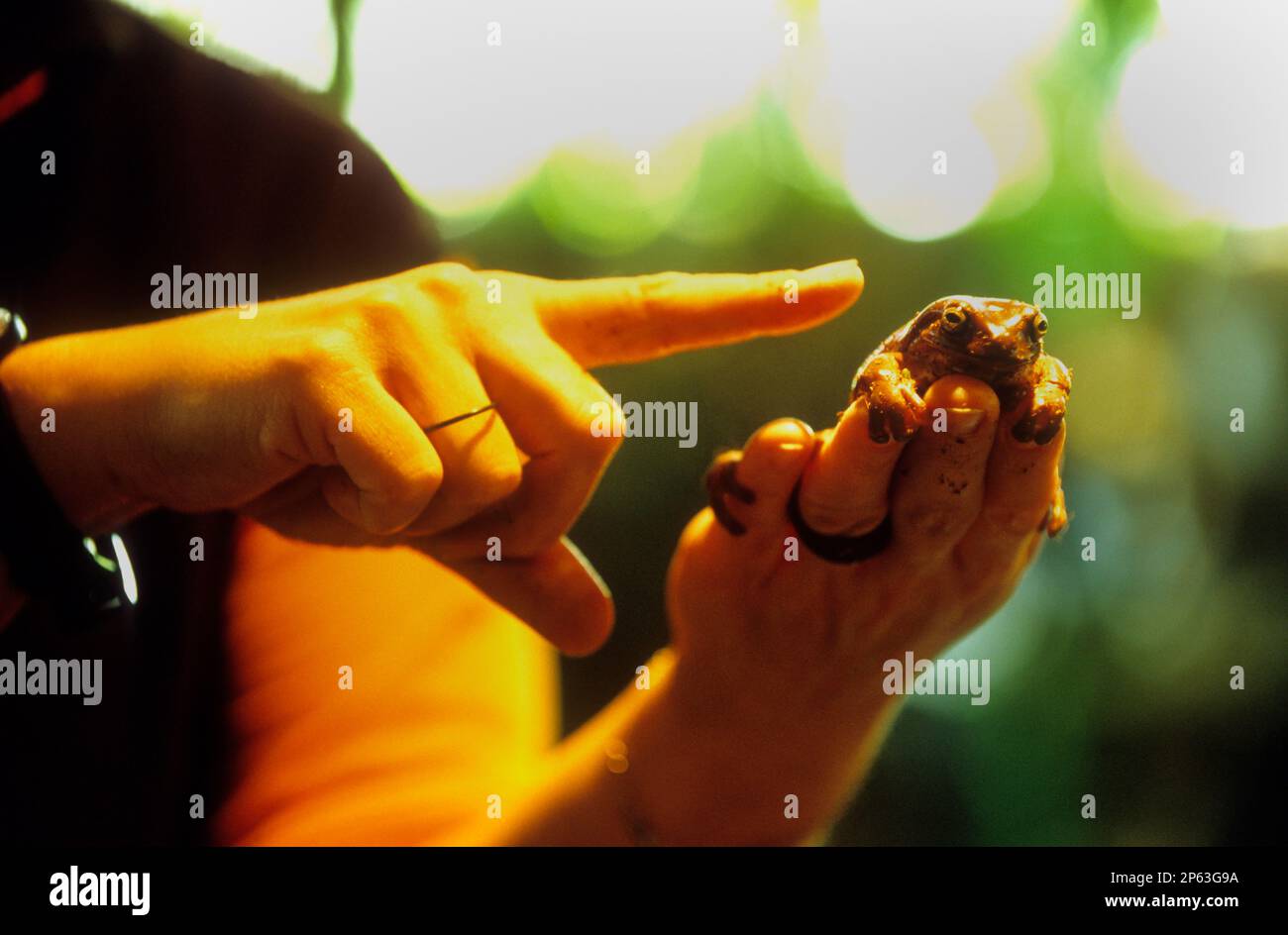 Rana australiana hi-res stock photography and images - Alamy