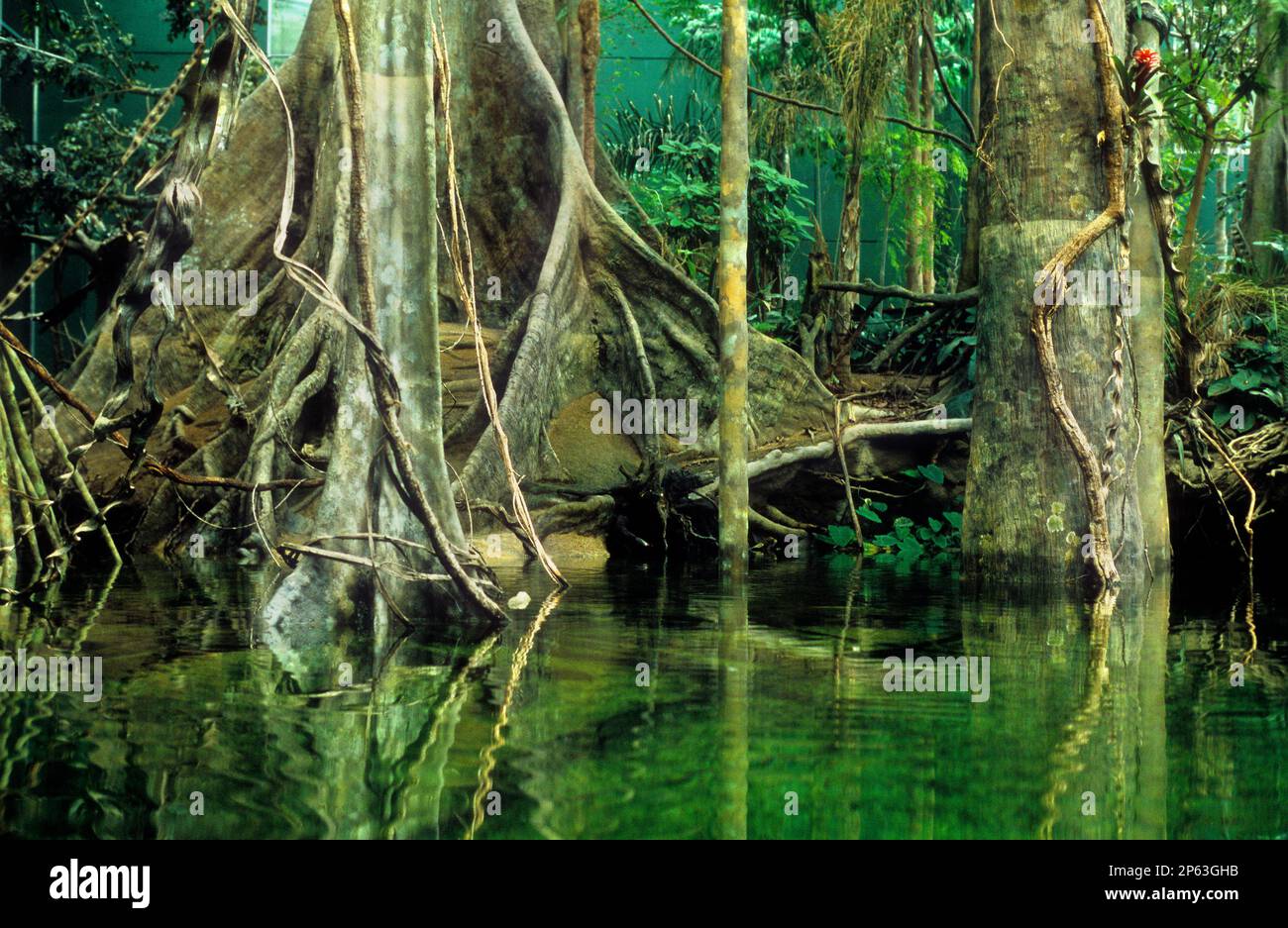 Bosque Inundado Ingles at Minnie Wilkin blog