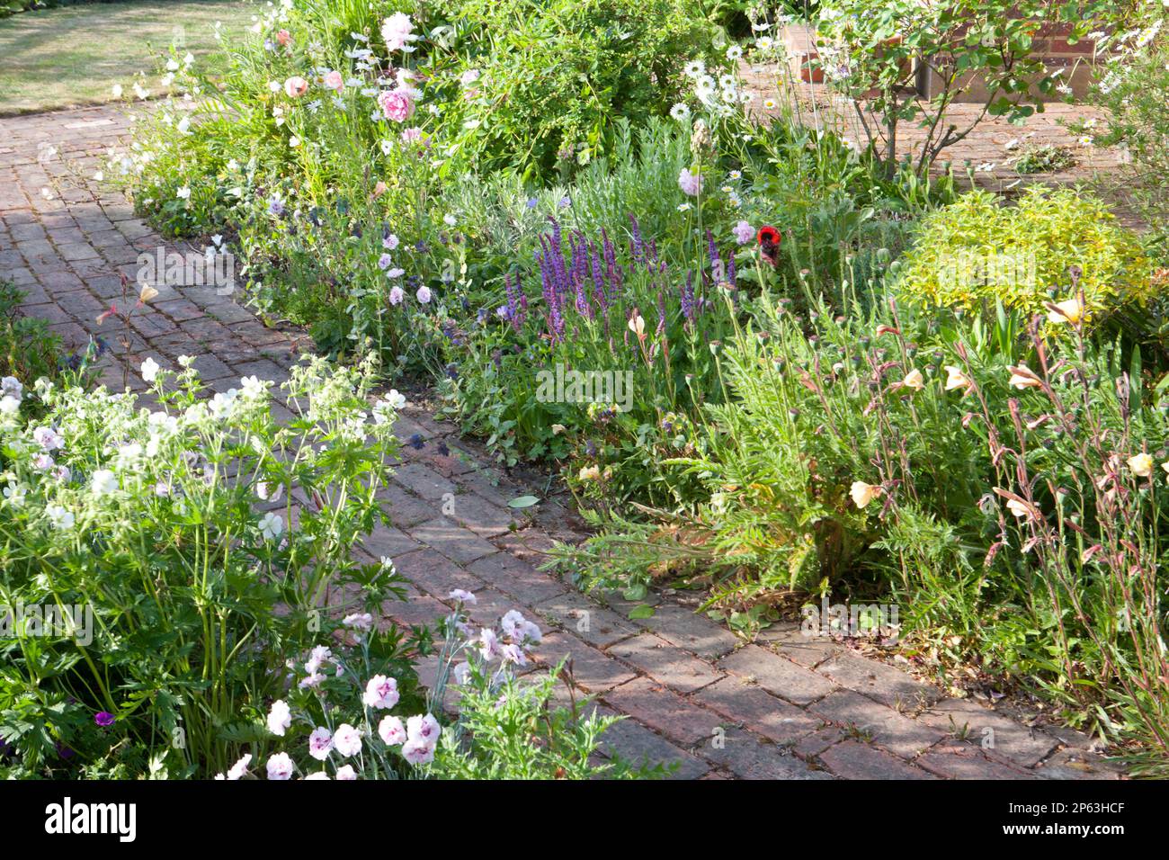 Old brick path divides two summer borders Stock Photo - Alamy