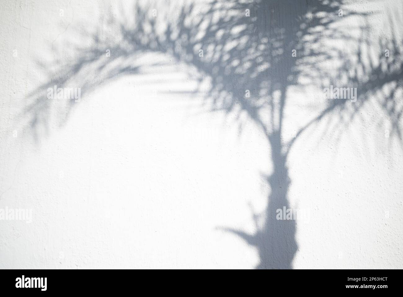 Tropical background of date palm leaves shadow on white wall Stock ...