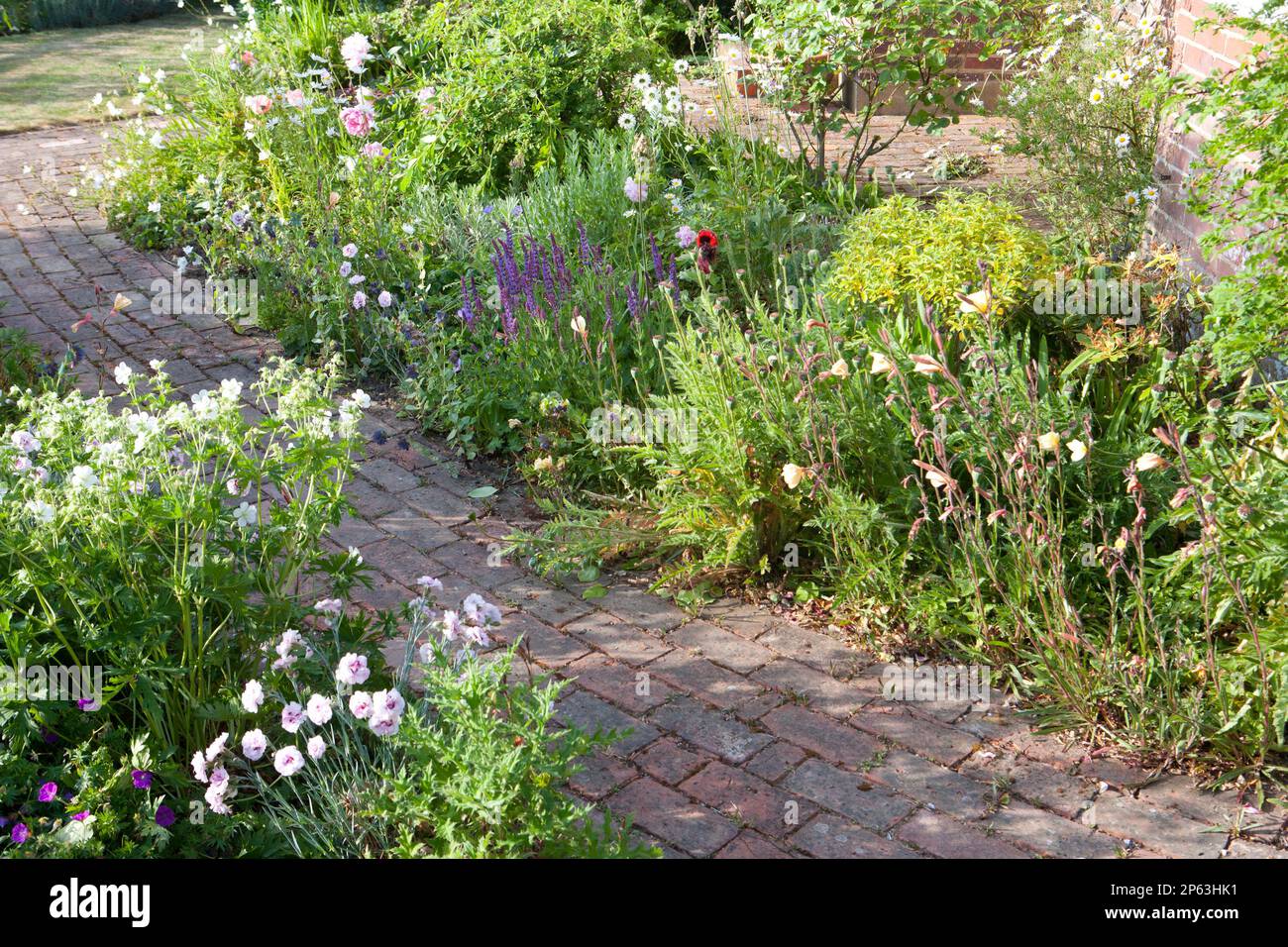 Old brick path divides two summer borders Stock Photo - Alamy