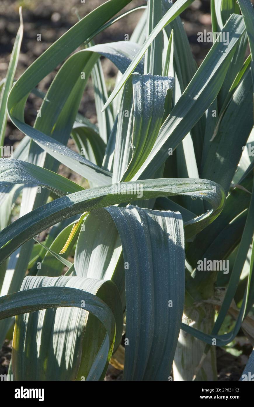 Bending leaves hi-res stock photography and images - Alamy