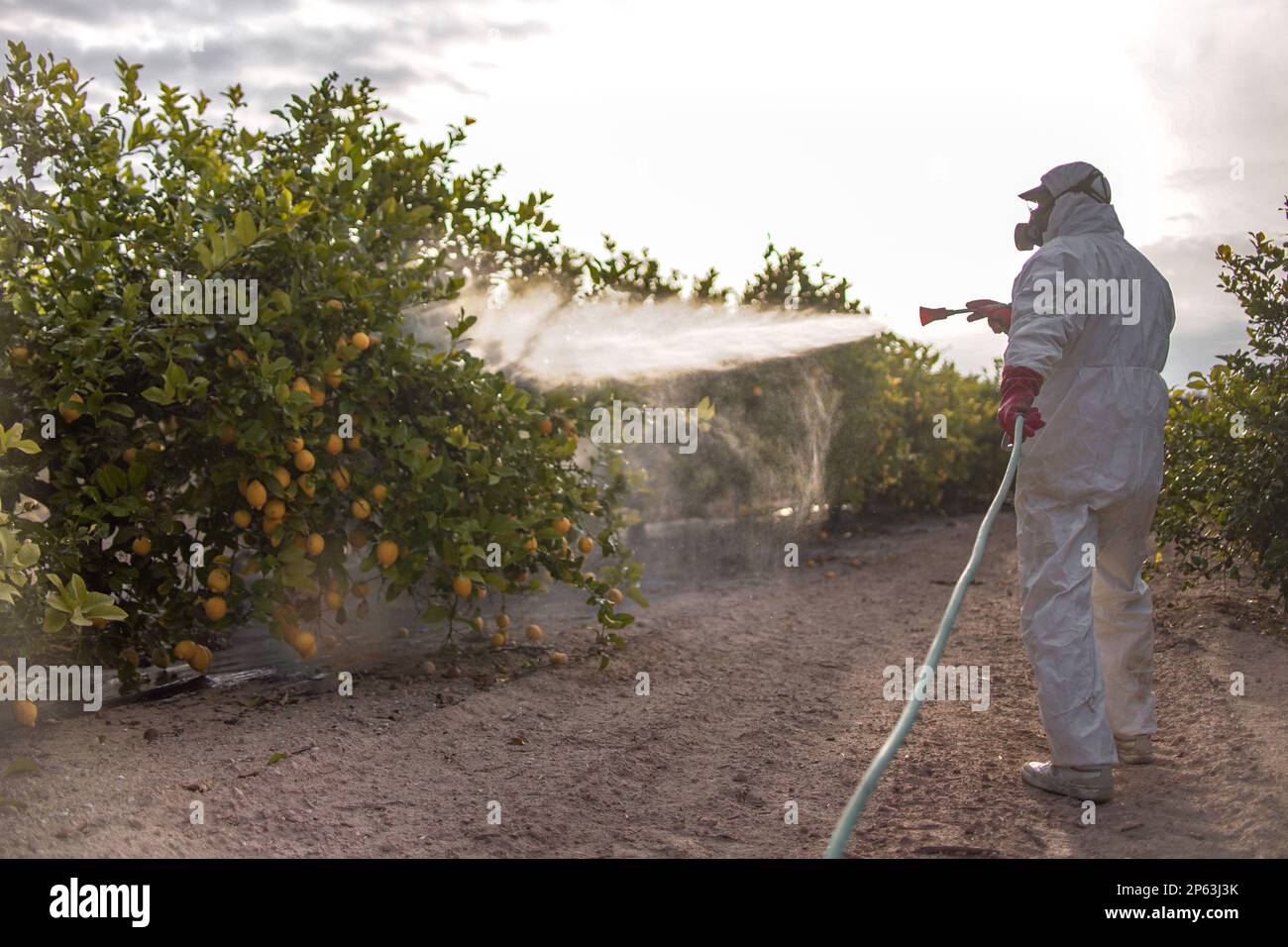 Spray ecological pesticide farmer fumigate hi-res stock photography and ...