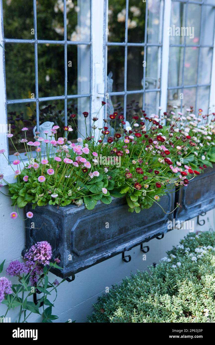 window boxes planted with a mix of colourful daisies (Bellis perennis ...