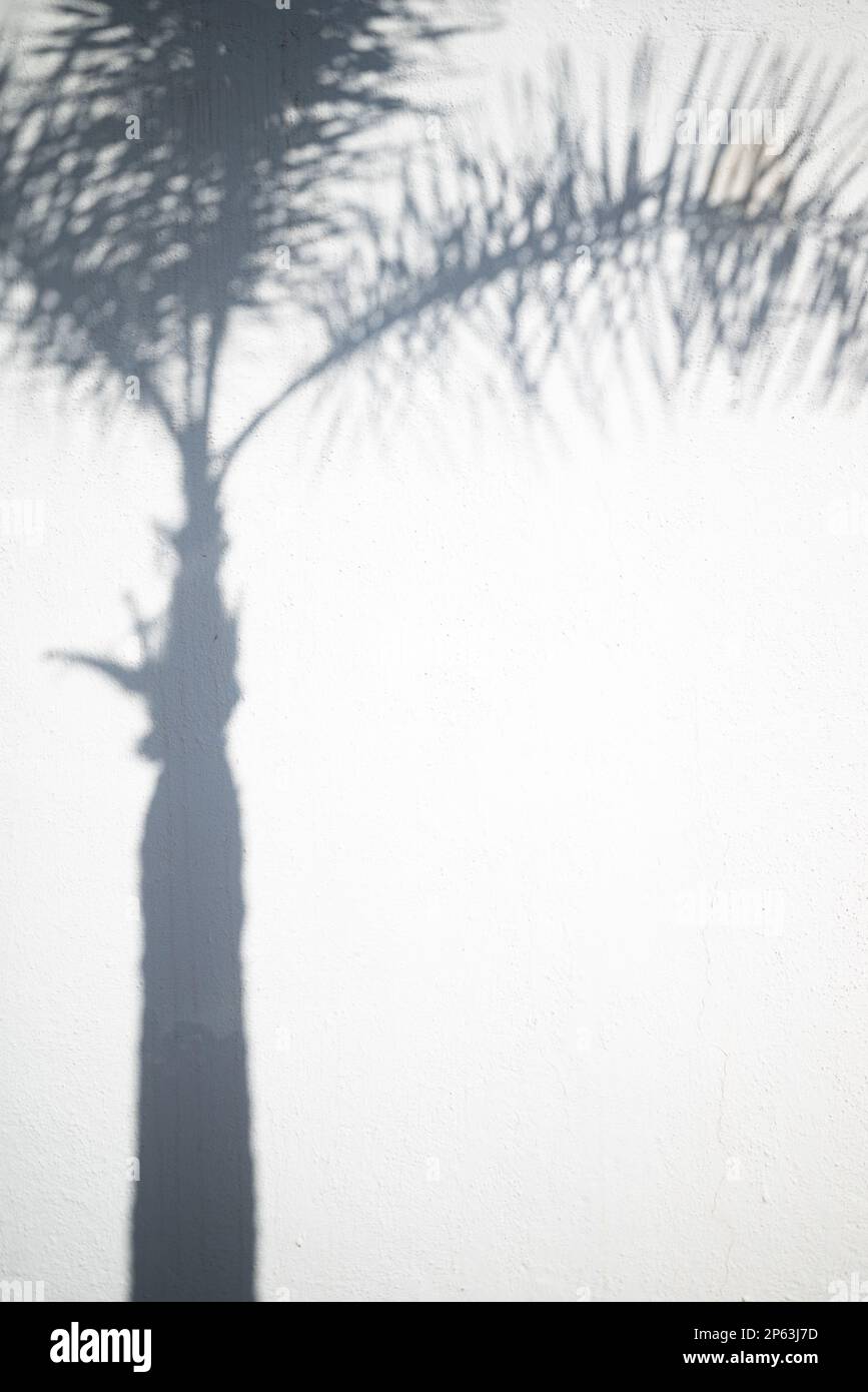 Tropical background of date palm leaves shadow on white wall Stock ...