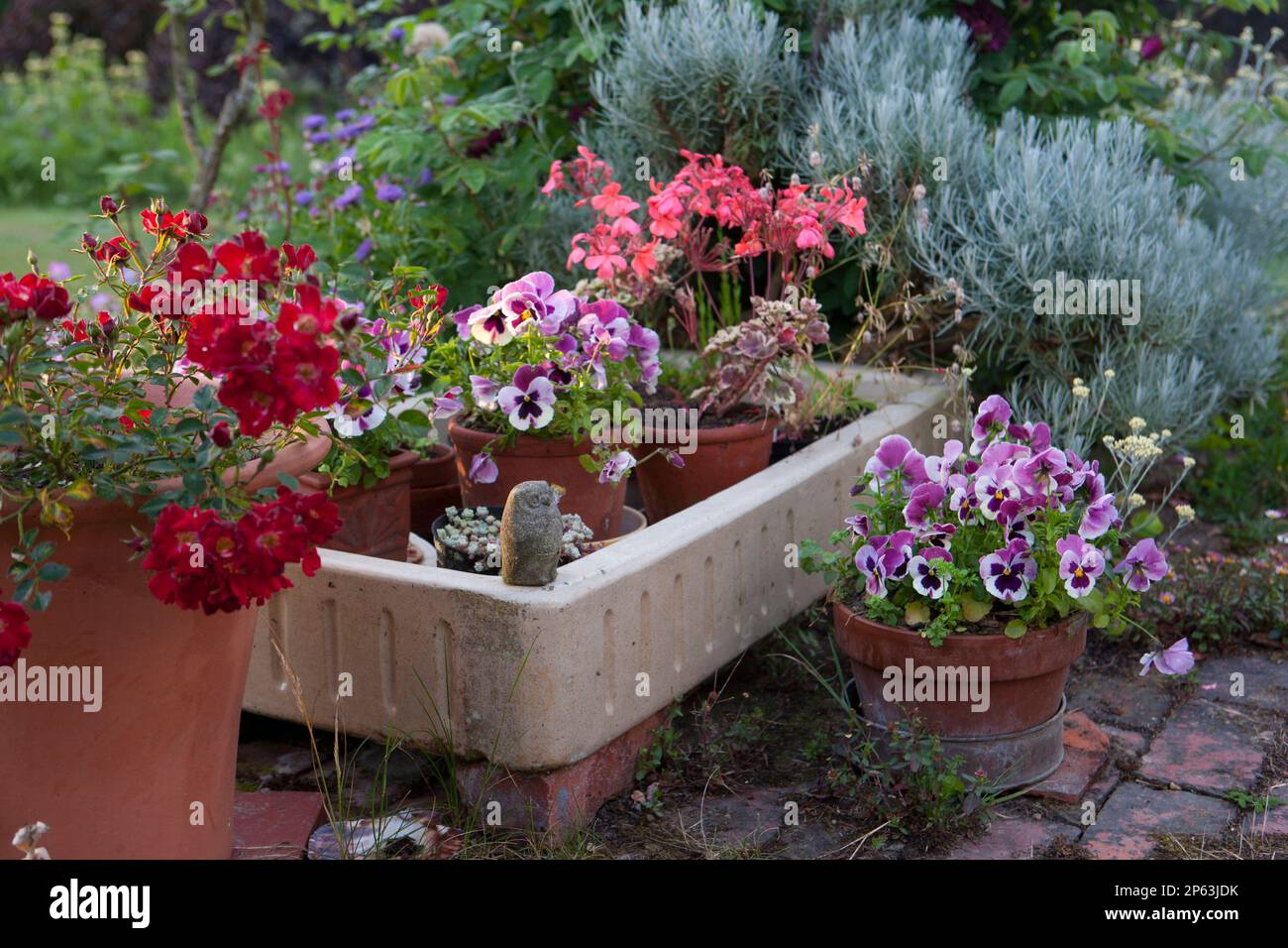 An old Belfast sink packed full of summer viola pots Stock Photo - Alamy