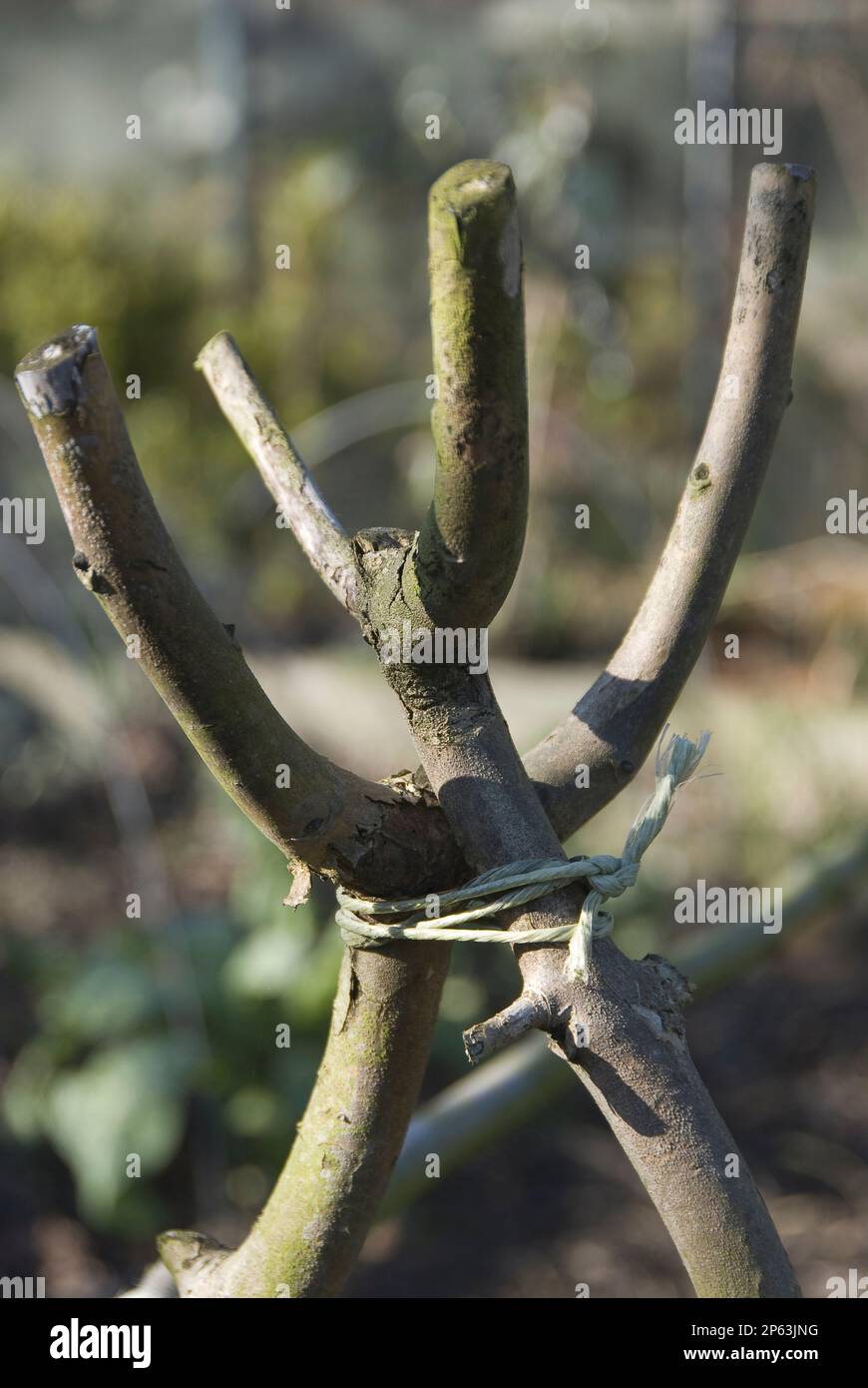 Tied branches hi-res stock photography and images - Alamy