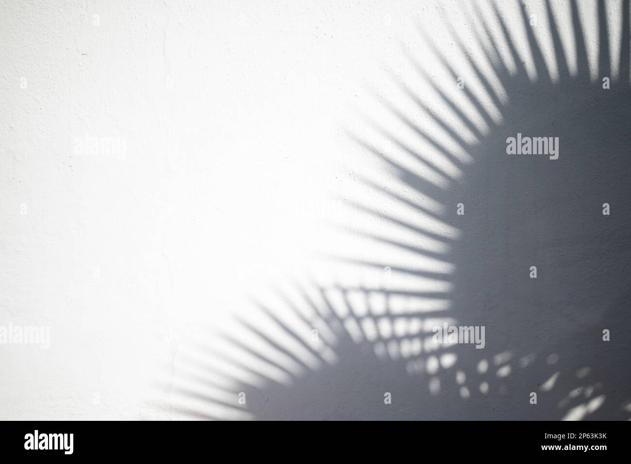 Tropical background of date palm leaves shadow on white wall Stock ...