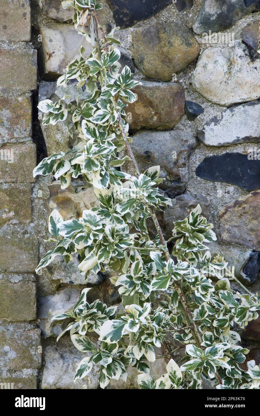 variegated ivy against cobbled wall Stock Photo - Alamy