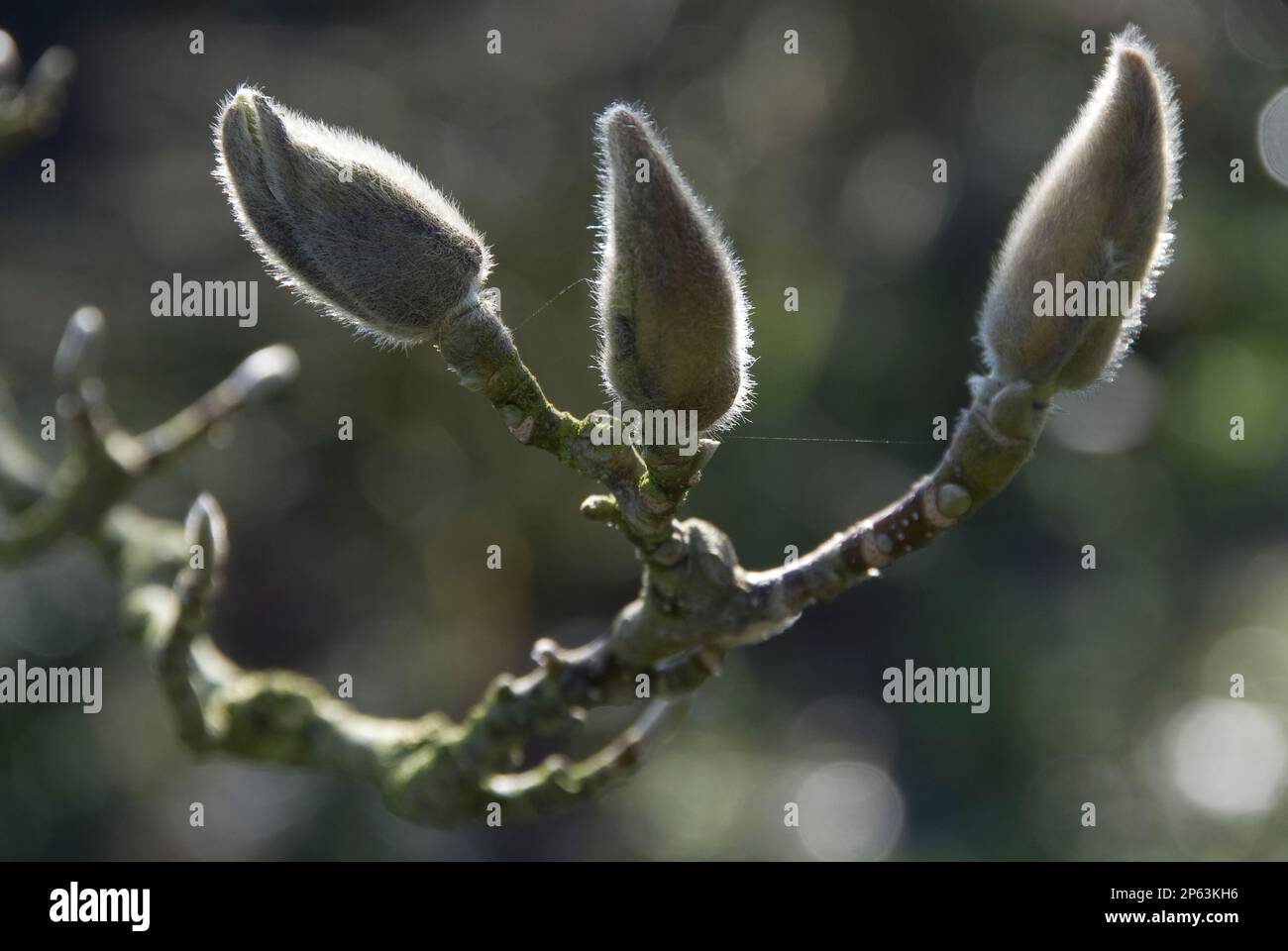fuzzy buds first appearing on branch garden Stock Photo - Alamy