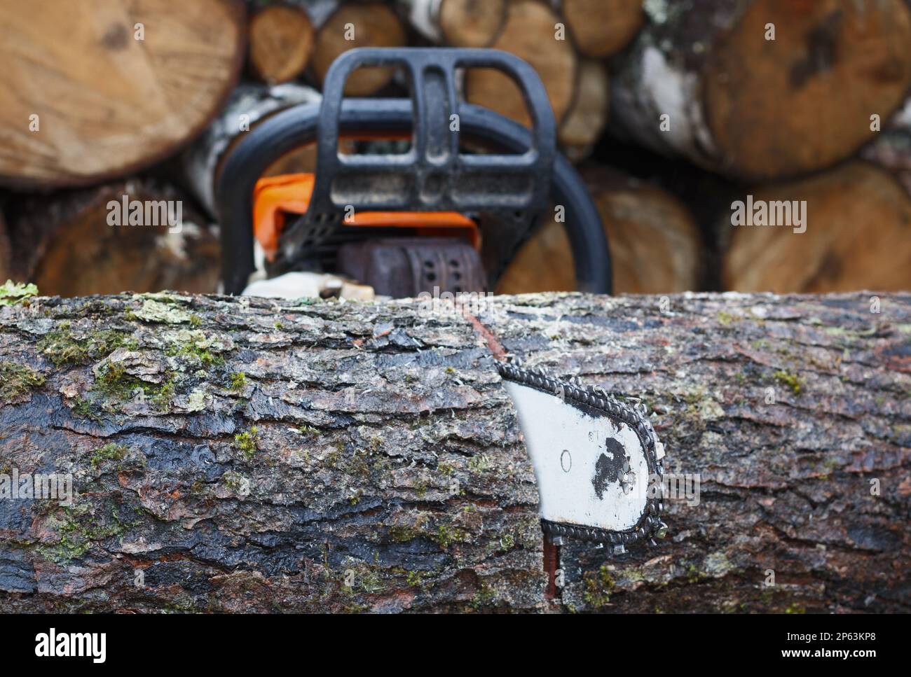 Chainsaw and firewood with blade cut into hardwood log Stock Photo - Alamy