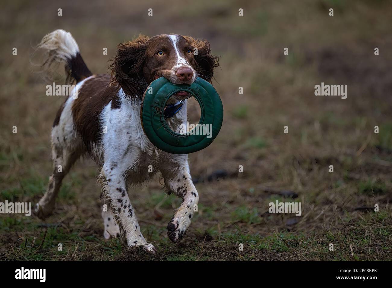 An adorable brown and white springer spaniel dog running with a green ...