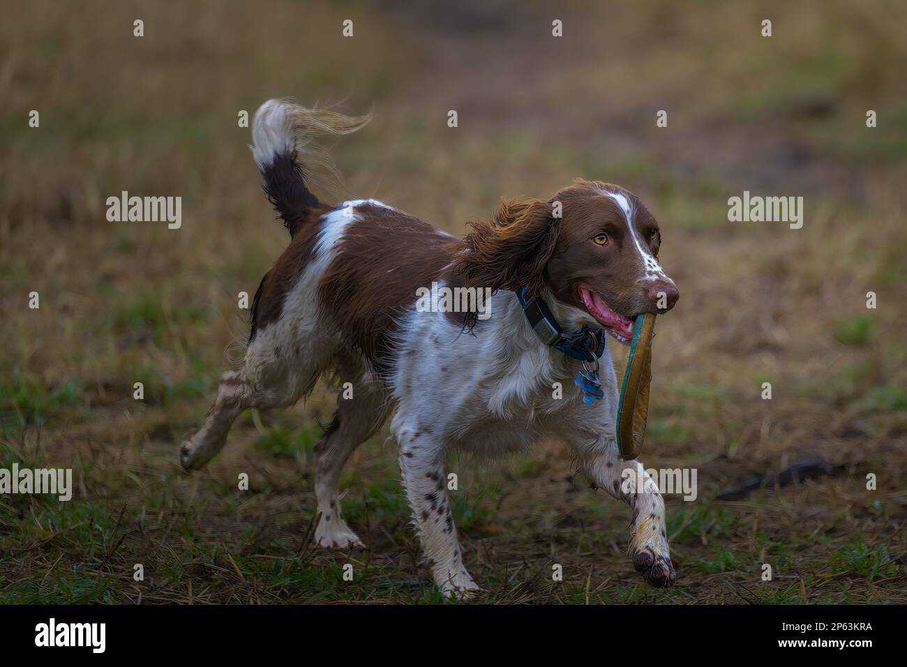 An adorable brown and white springer spaniel dog running with a toy in ...