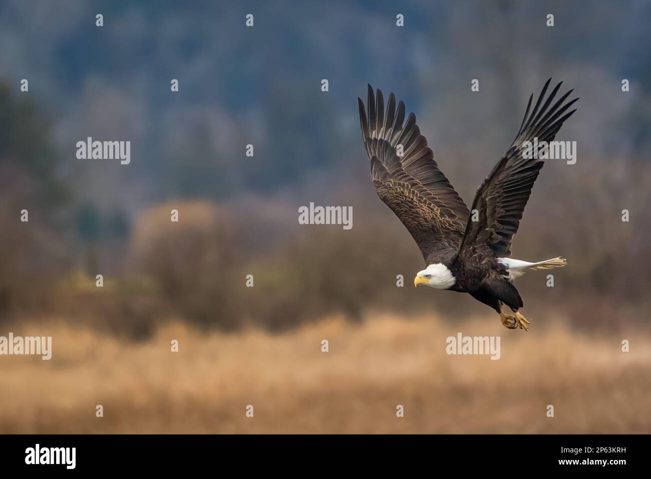 A bald eagle in flight with its wings extended against a blurry ...