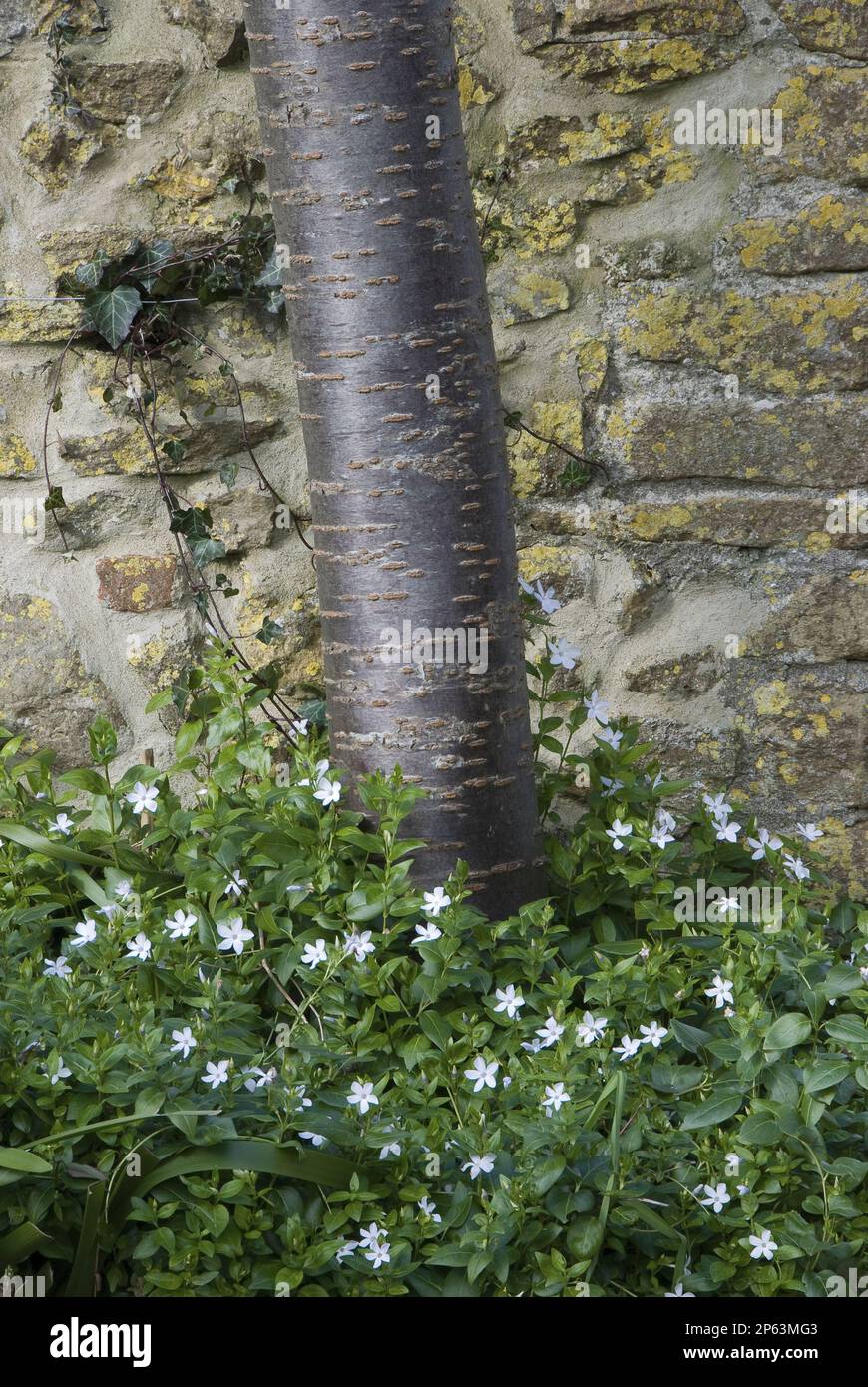 white star flowers growing at base of tree trunk against old stone wall ...