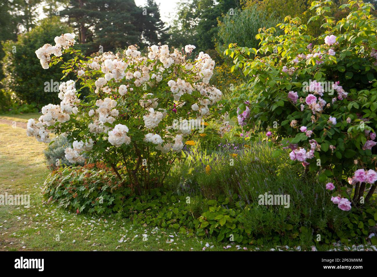 Stunning display of white shrub roses in an informal flower border ...