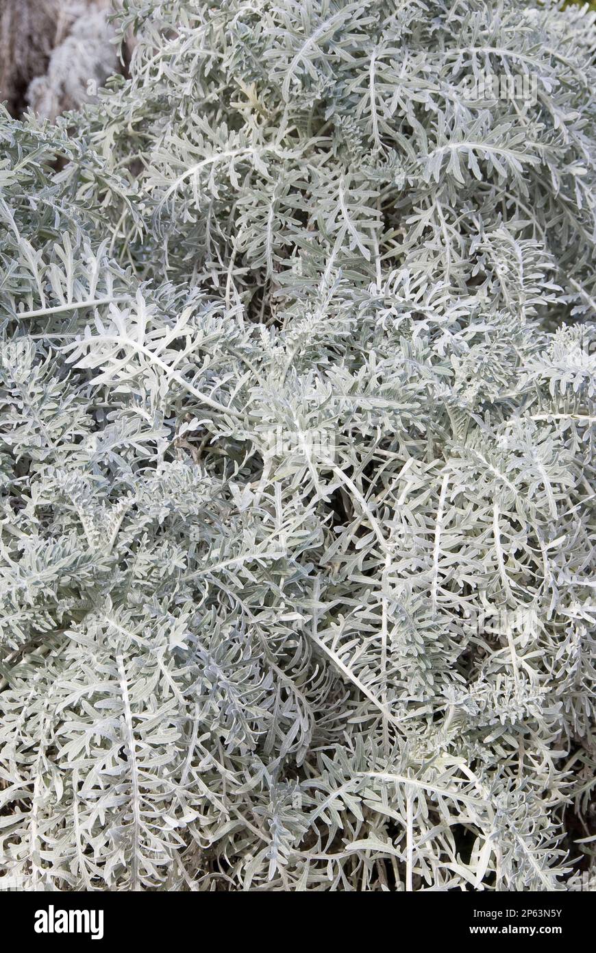 white silver grey leaves on stems in overhead pattern Stock Photo - Alamy
