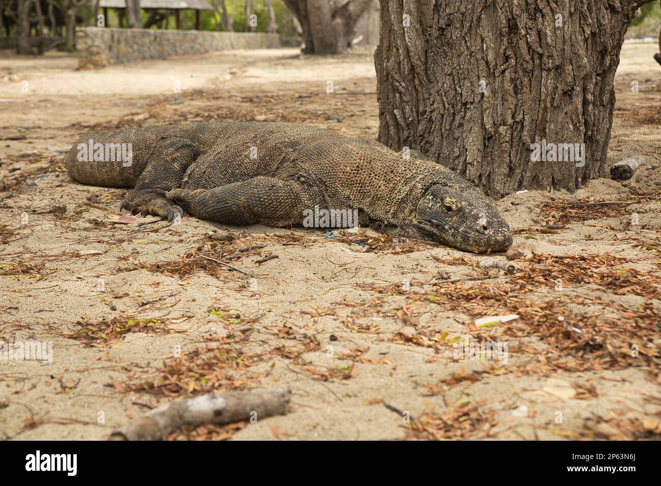 Full body shot of a Komodo dragon on Komodo Island lying on the beach ...