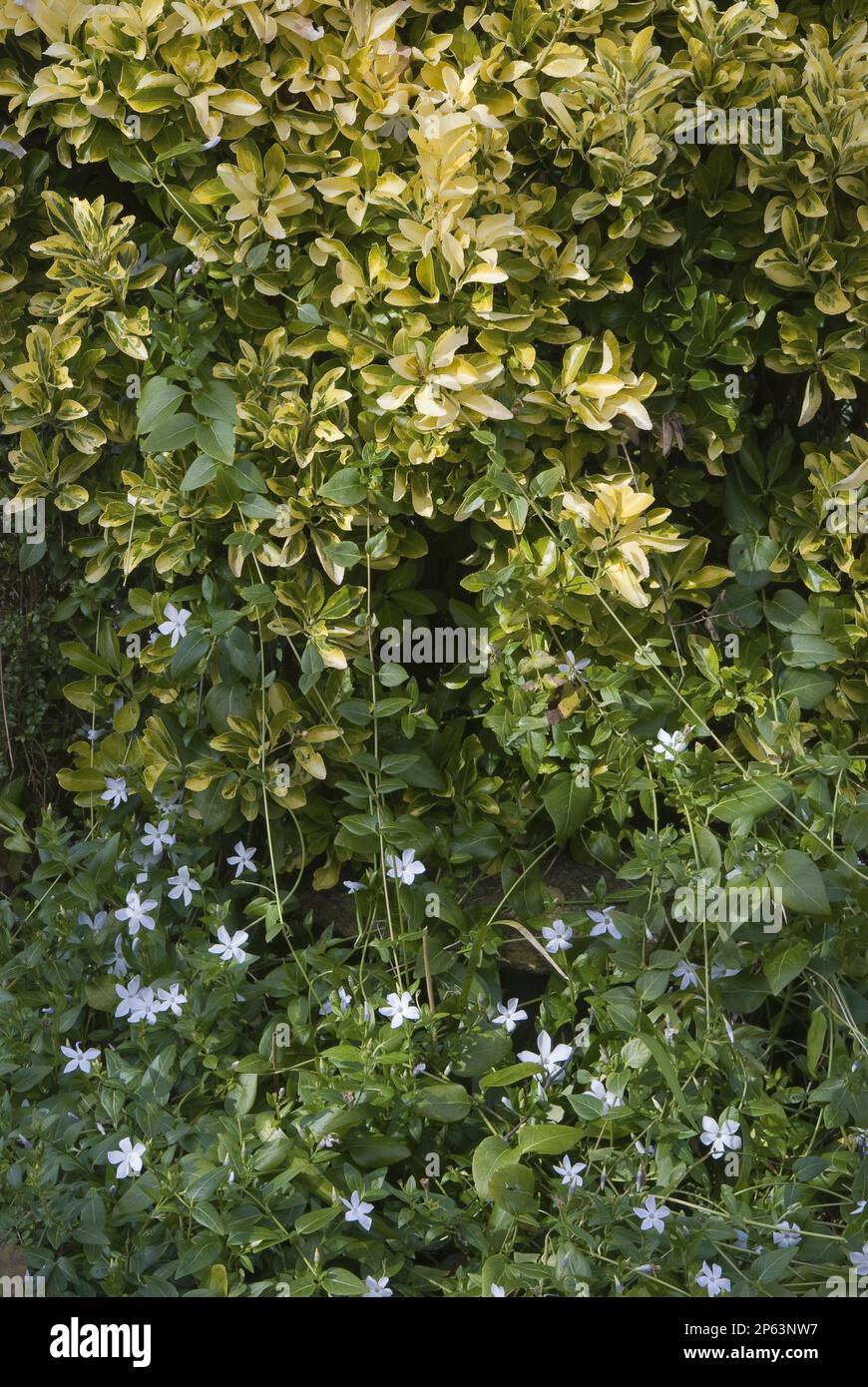 white flowers growing at base of evergreen bush hedge Stock Photo - Alamy