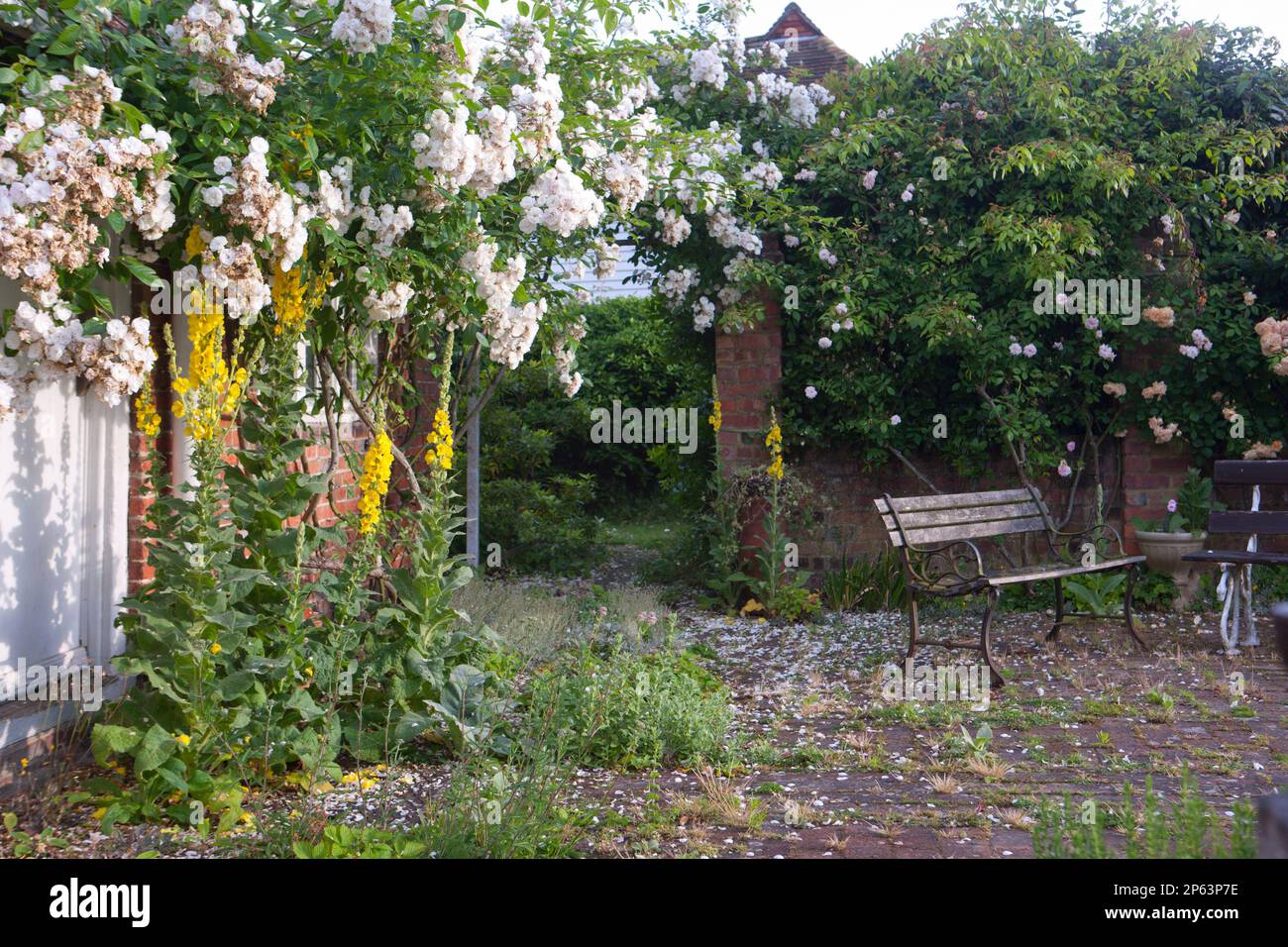 White tumbling roses and yellow hollyhocks lead the eye to the open ...