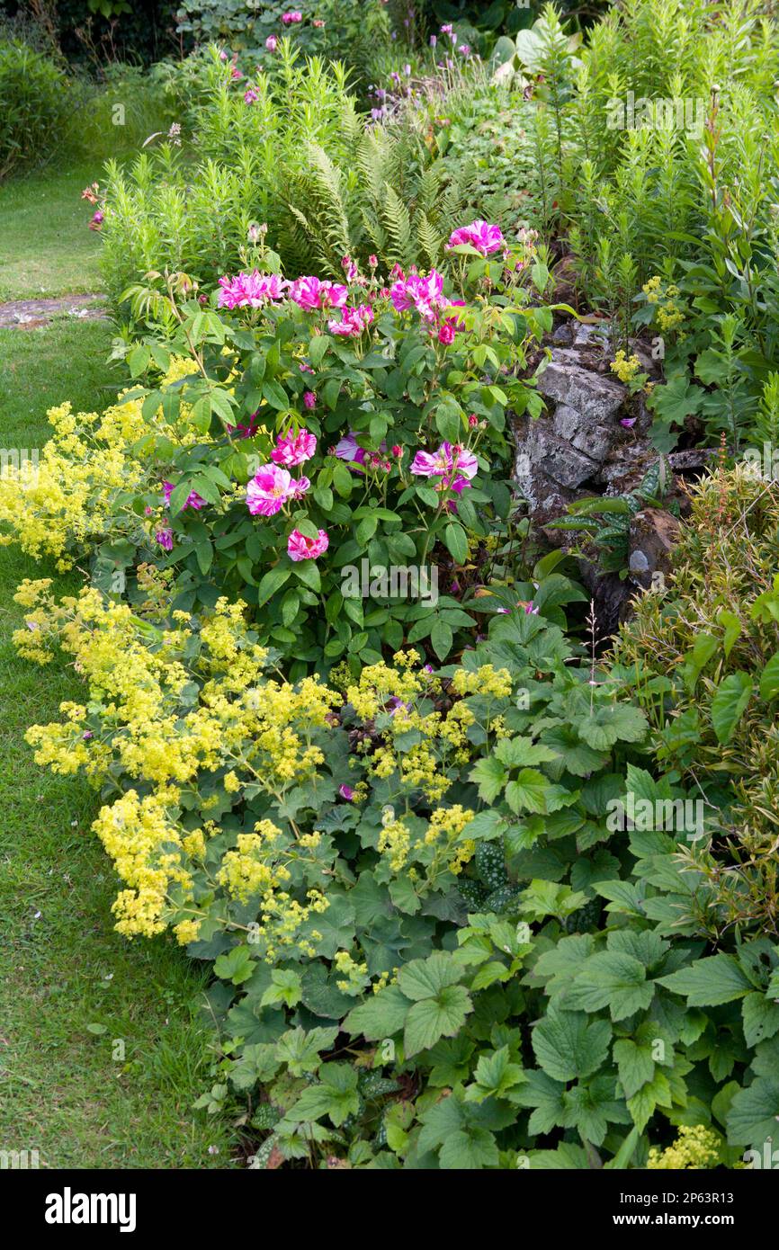 Low lying Alchemilla mollis (ladies mantle) frames an old stone wall ...